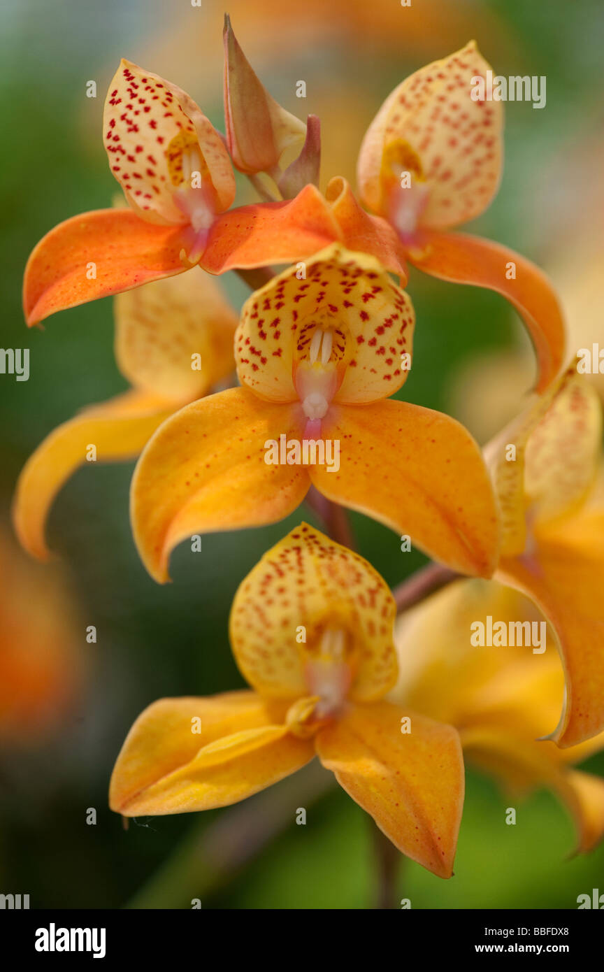 Orchid disa kewensis hi-res stock photography and images - Alamy