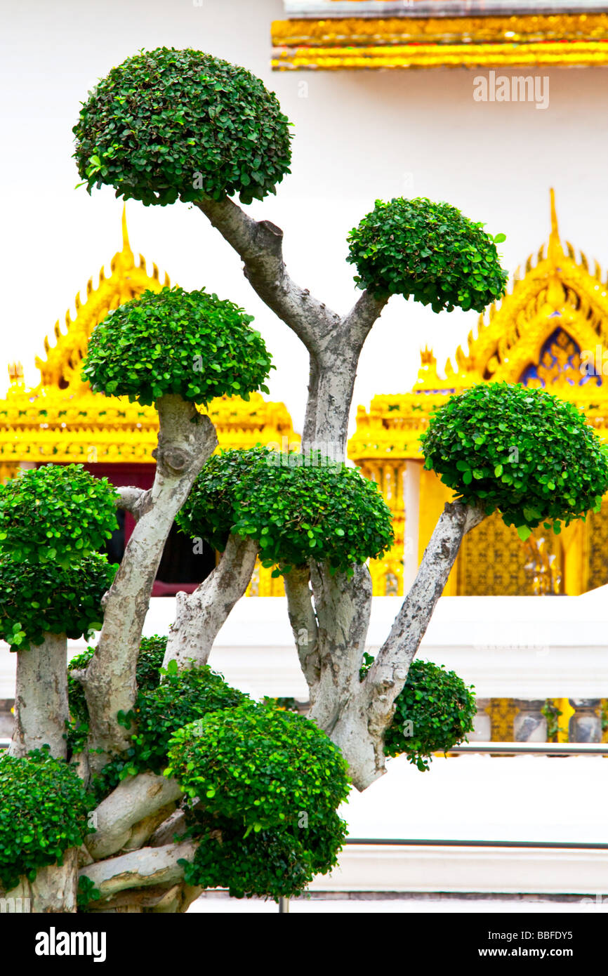 Tree in Thai temple Stock Photo - Alamy