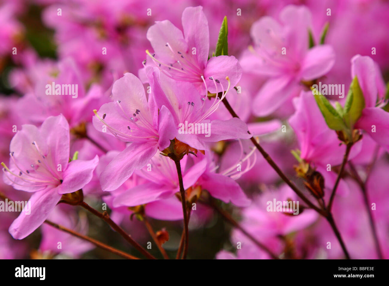 Pink rhododendron flowers blooming Rhododendron reticulatum Stock Photo ...