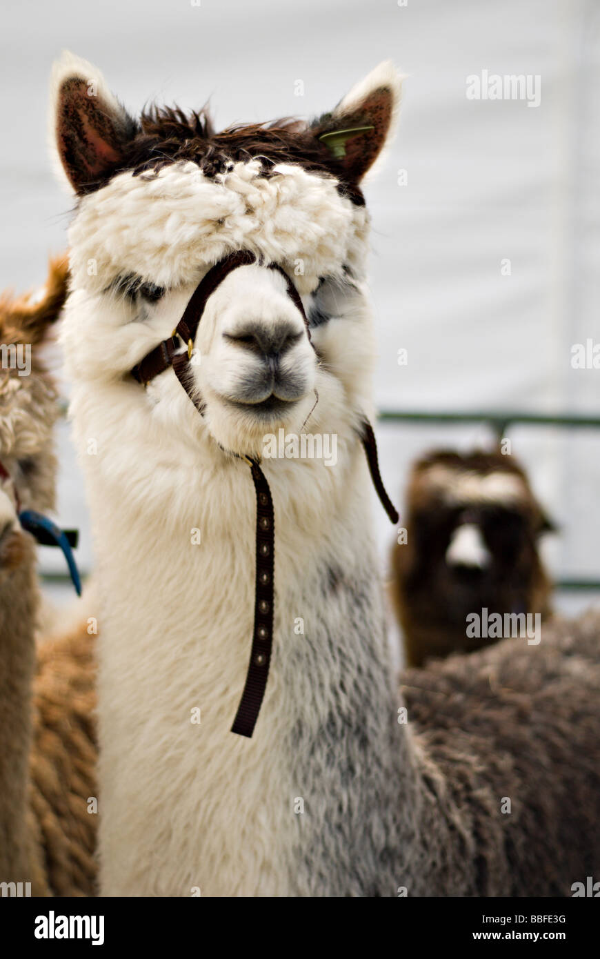 Alpaca harness hi-res stock photography and images - Alamy