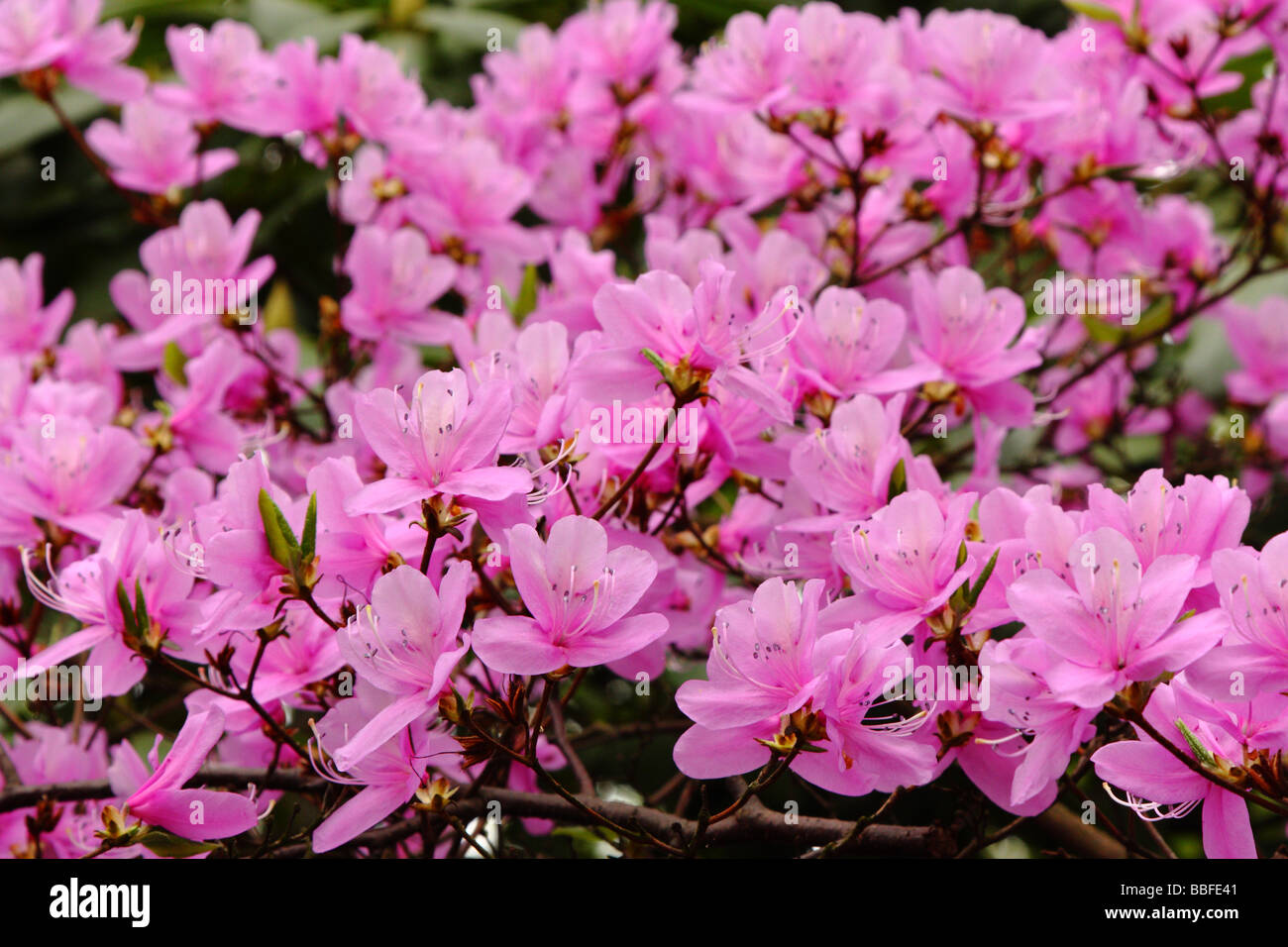 Pink rhododendron flowers blooming Rhododendron reticulatum Stock Photo ...