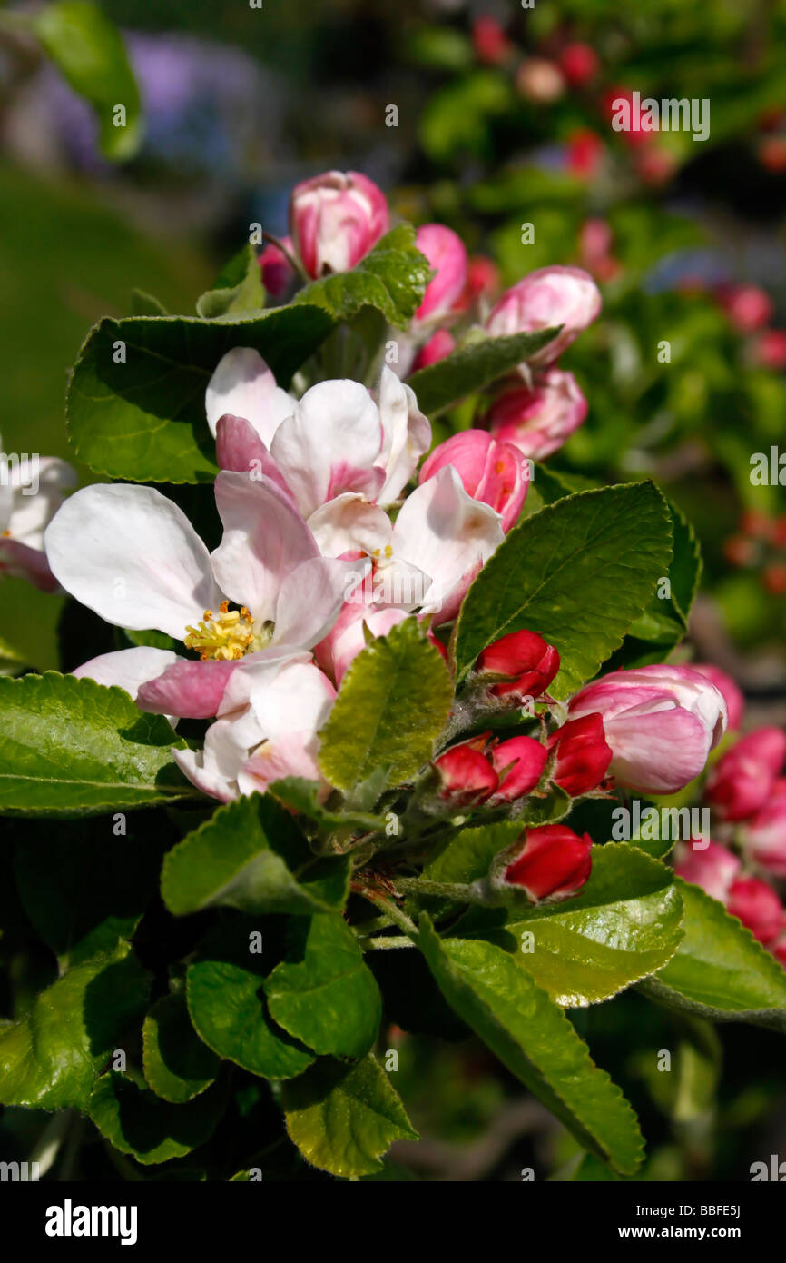 Apple clusters hi-res stock photography and images - Alamy