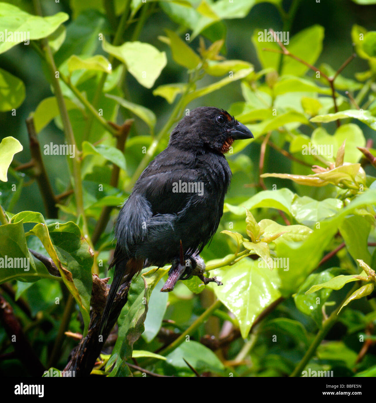 Loud and black bird in a tree Stock Photo - Alamy