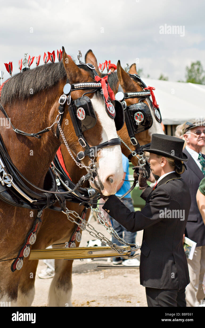 Dray horses hi-res stock photography and images - Alamy