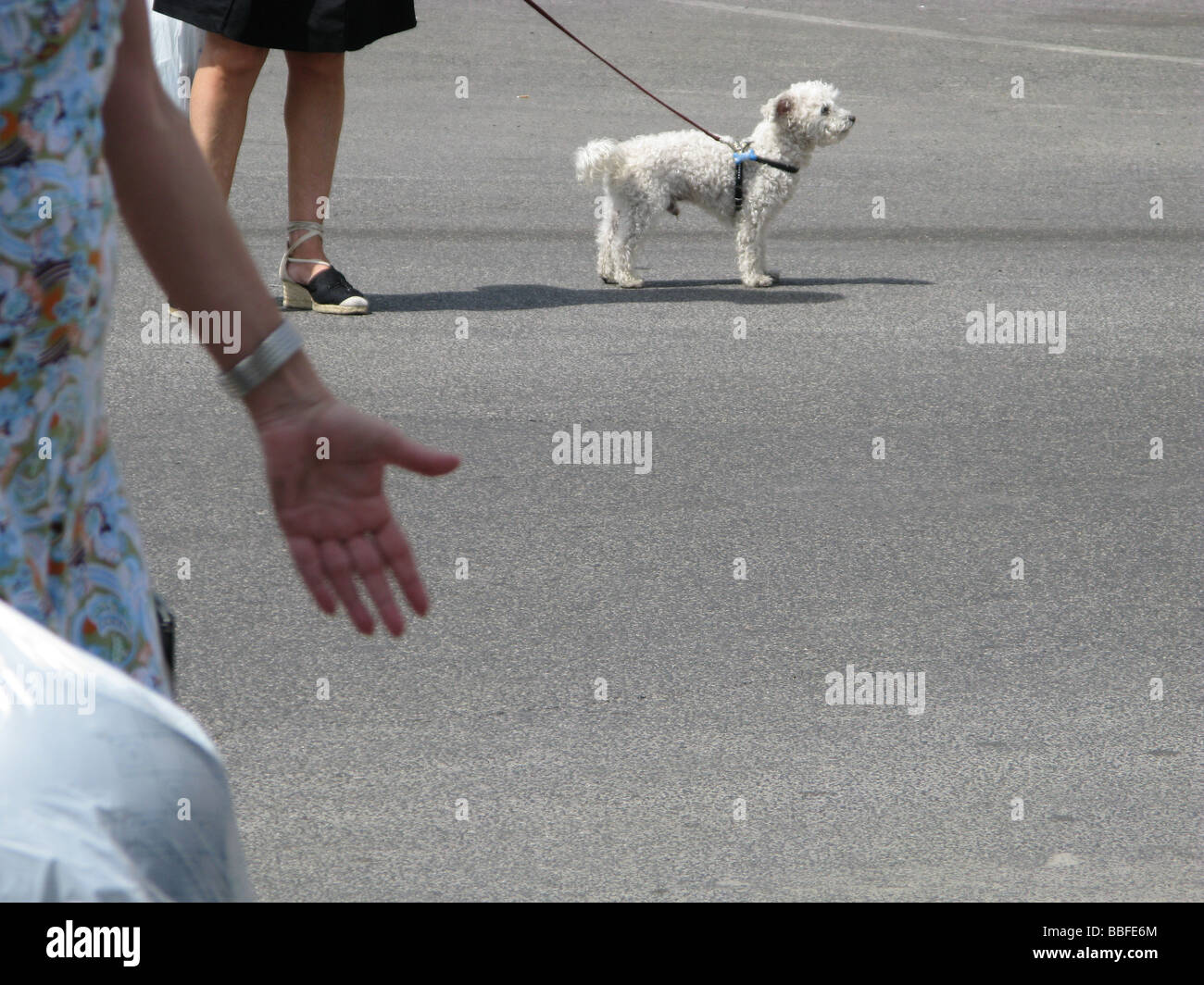 Talking dog for a walk hi-res stock photography and images - Alamy