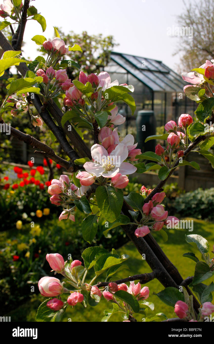 Apple blossom cluster hi-res stock photography and images - Alamy