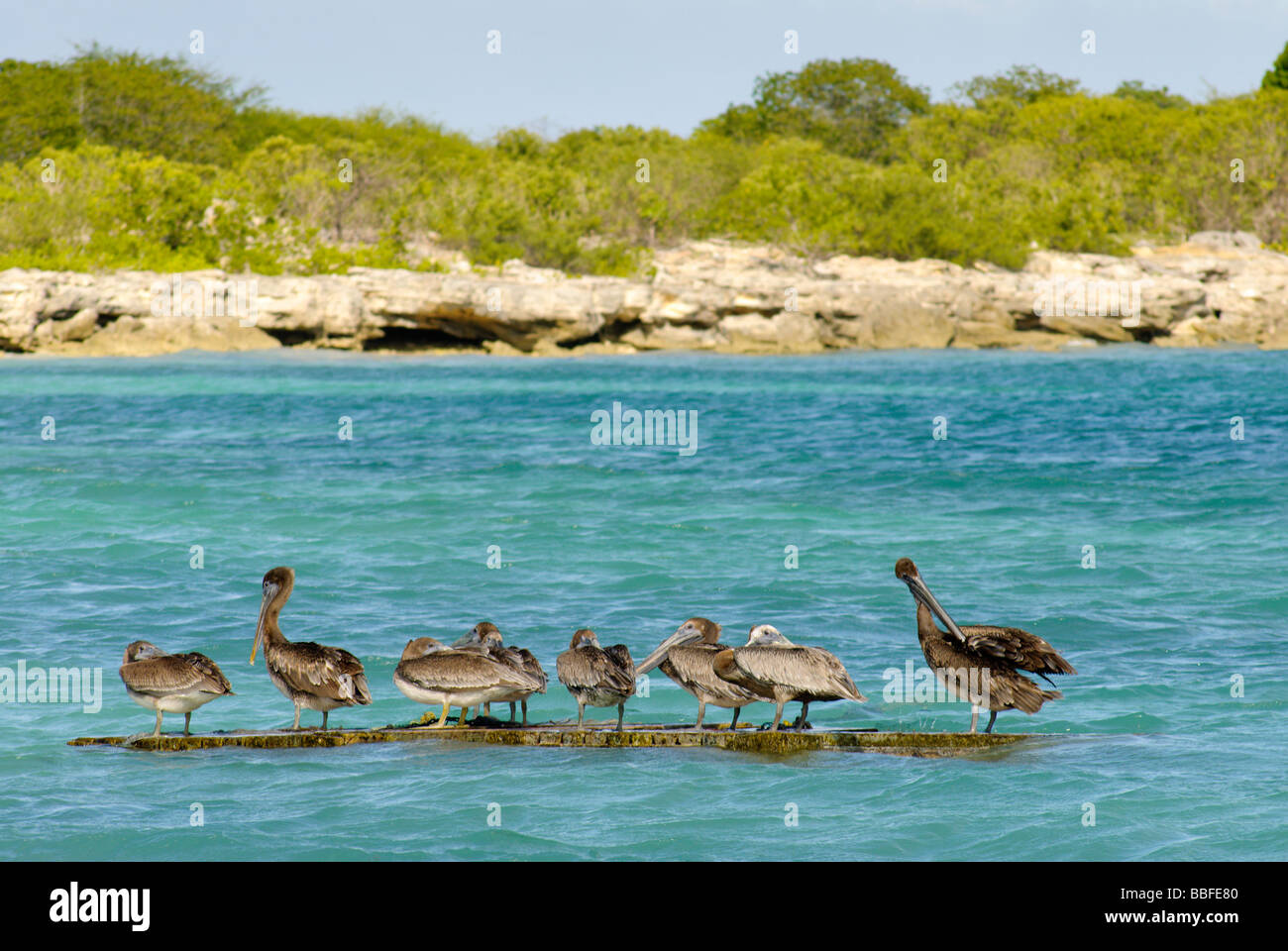 Webbed arms hi-res stock photography and images - Alamy