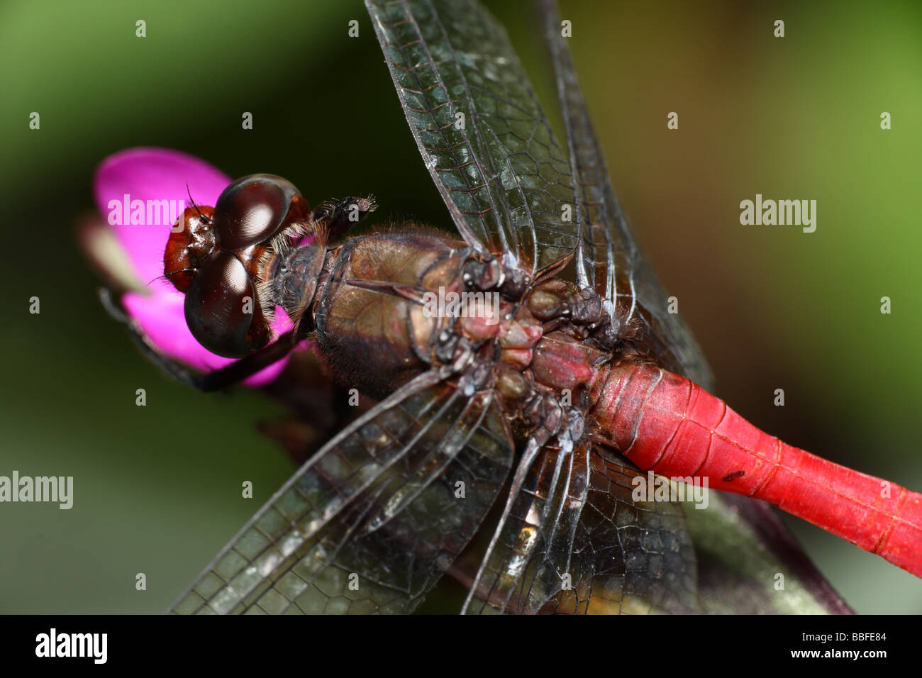 Sun having a bath hi-res stock photography and images - Alamy