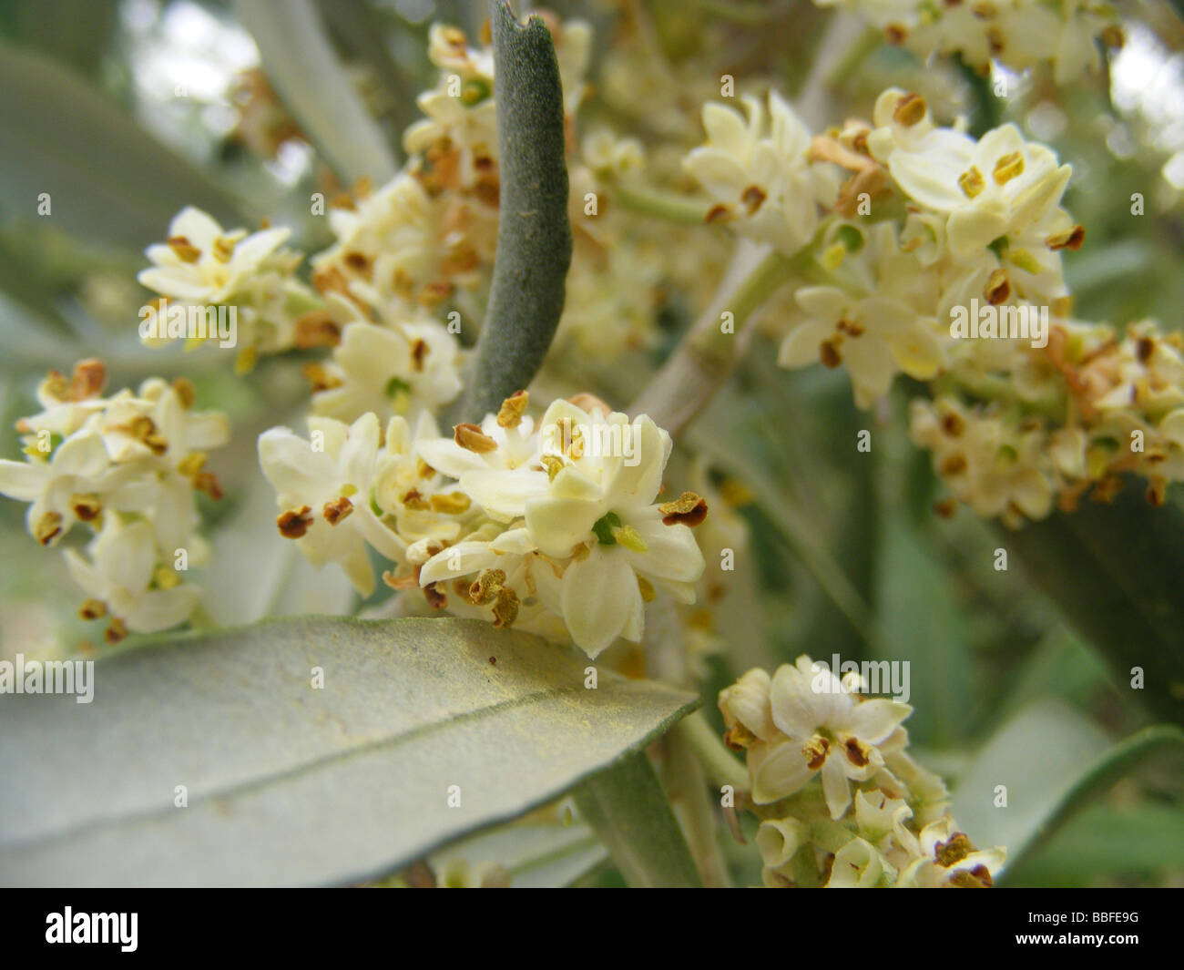 flowers on an olive tree, (Olea europaea), Alicante Province, Comunidad ...
