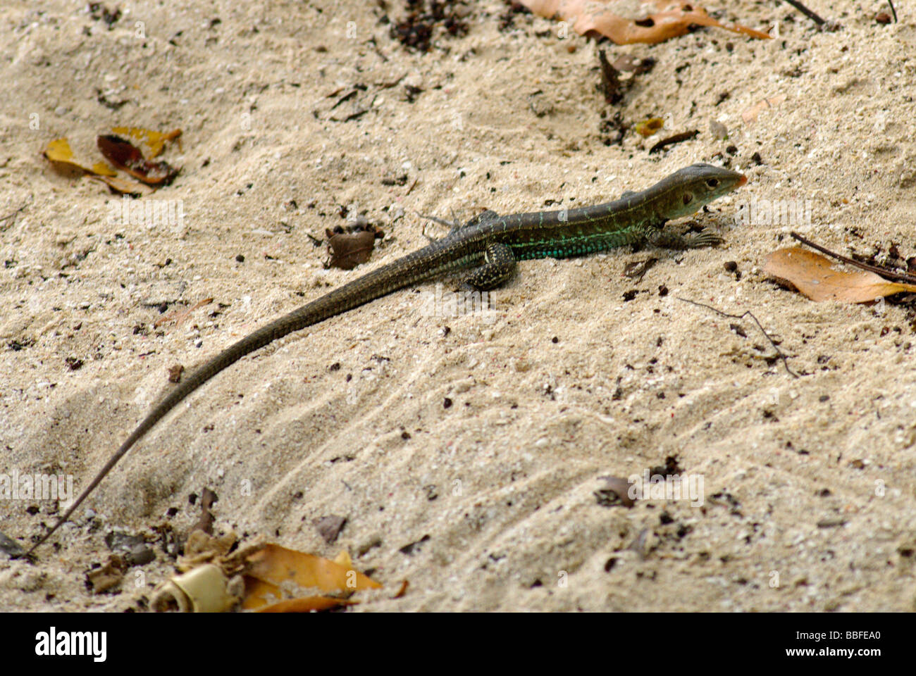 Lizard on sand Stock Photo - Alamy