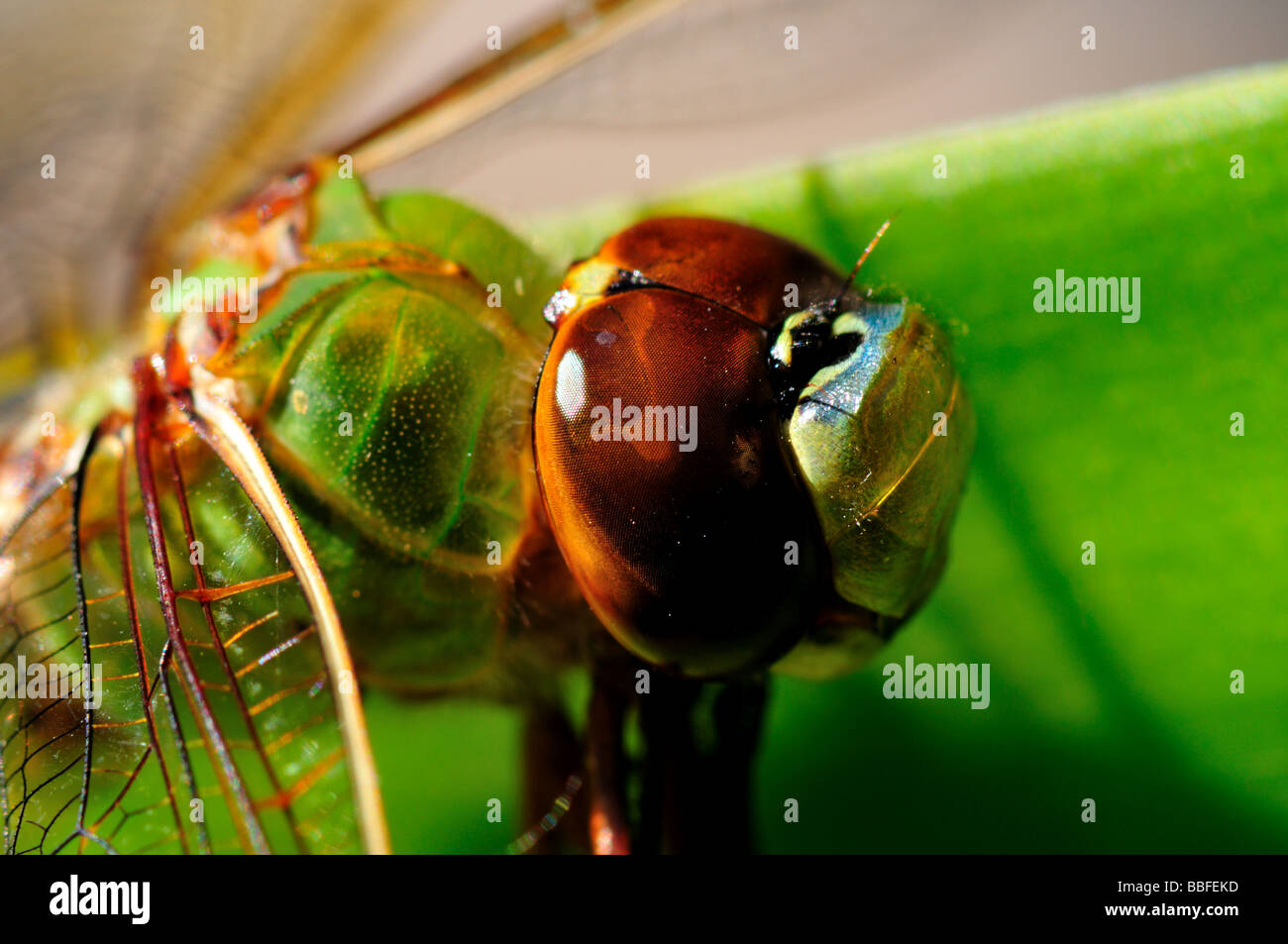 Dragonfly head closeup Stock Photo - Alamy