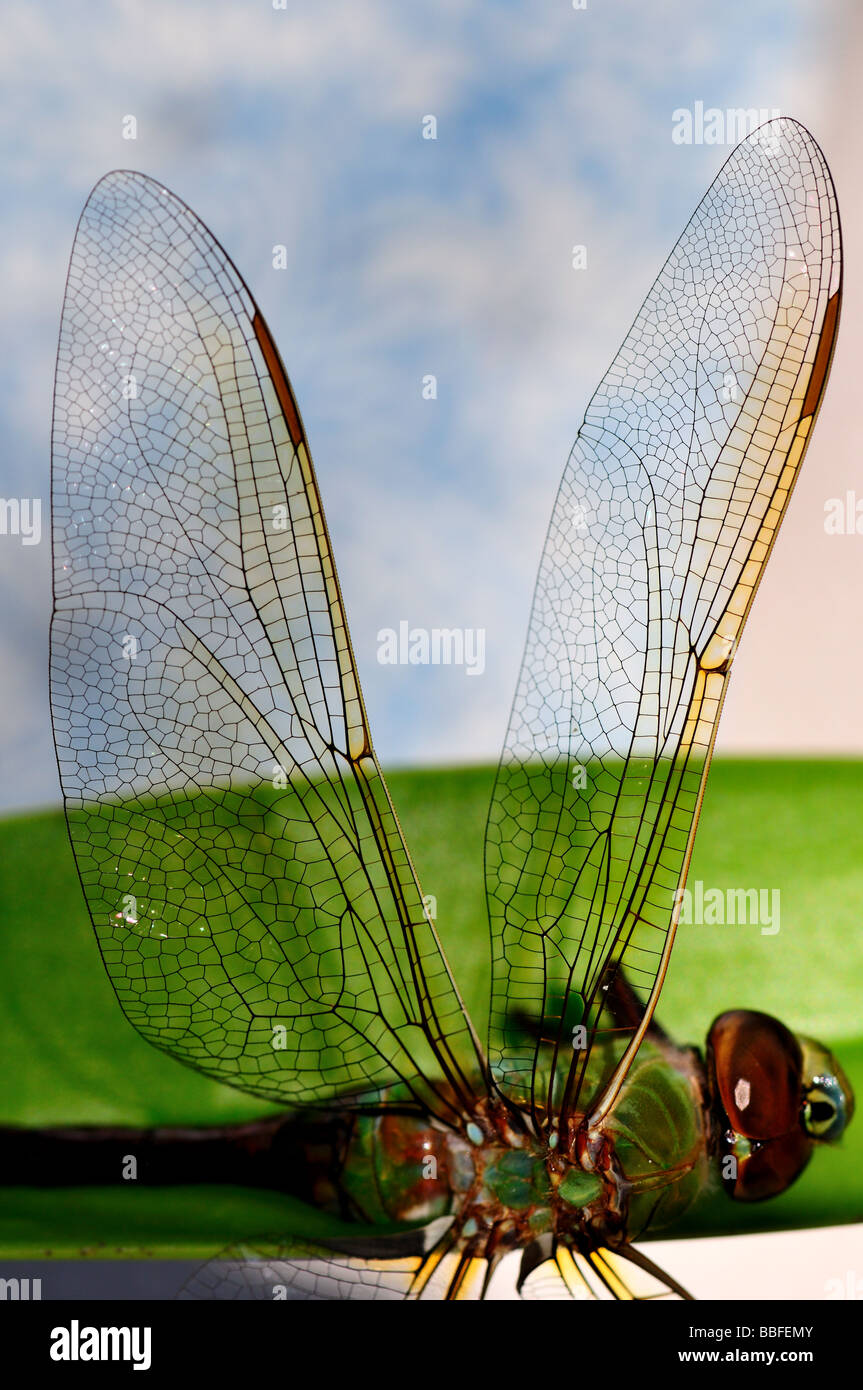 Dragonfly wings hi-res stock photography and images - Alamy