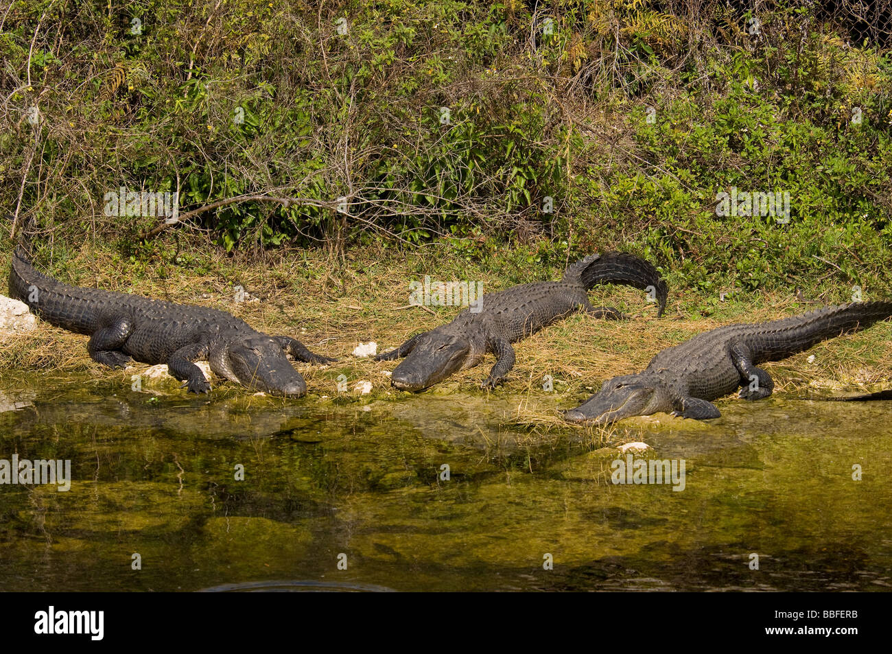 Florida everglades alligator mangrove hi-res stock photography and ...