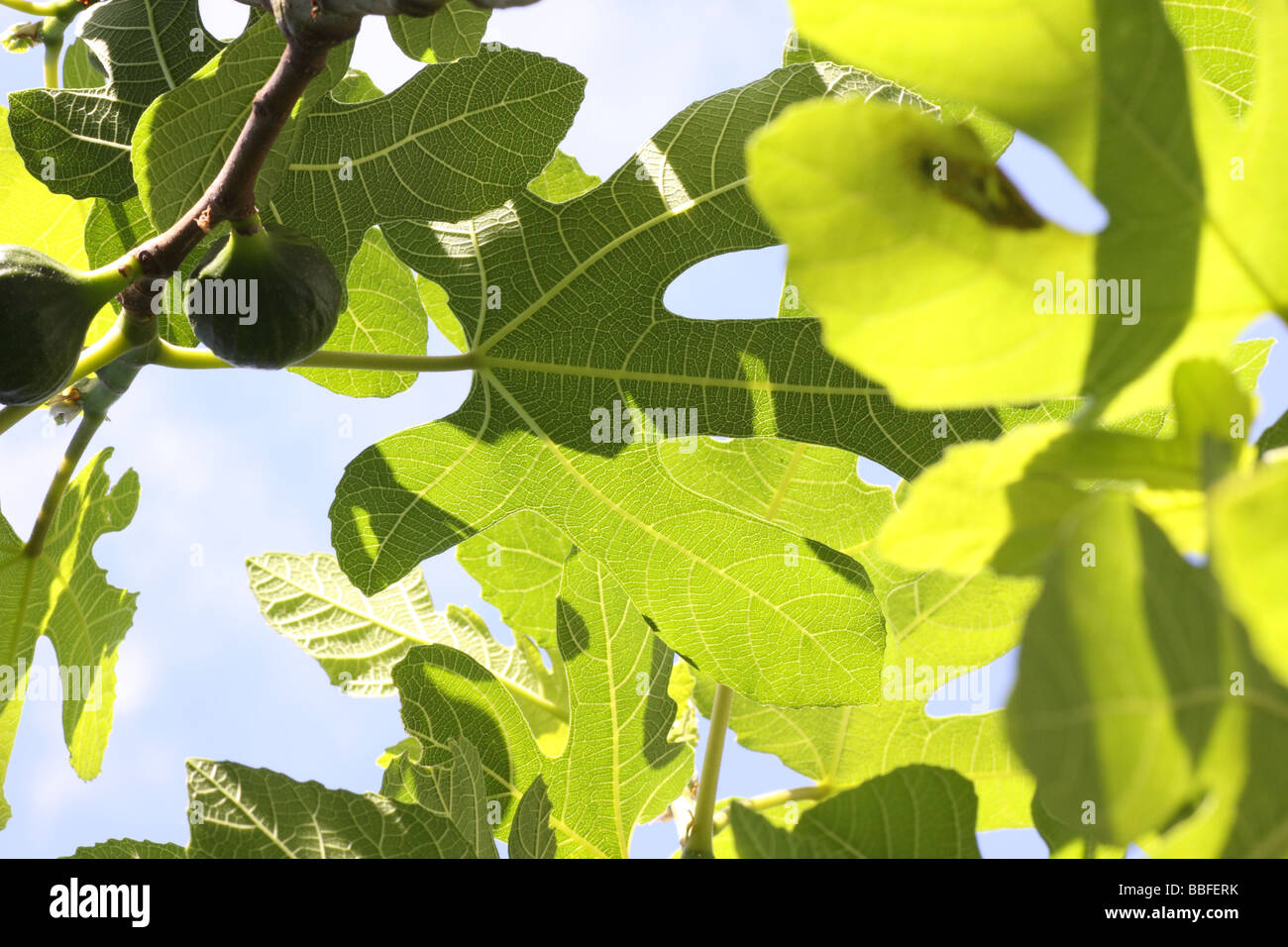 Fig leaves hi-res stock photography and images - Alamy