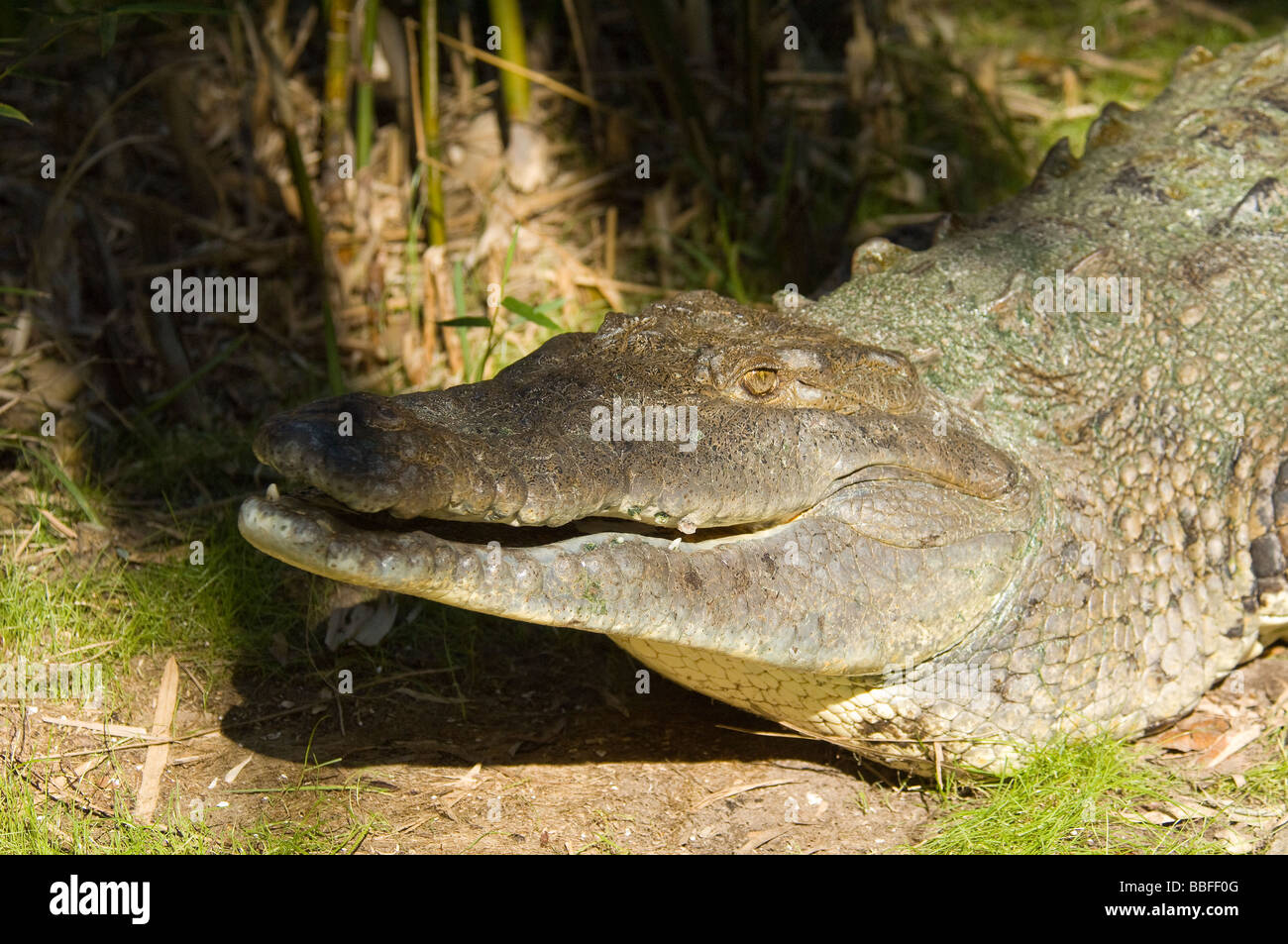 American crocodile crocodylus acutus hi-res stock photography and ...