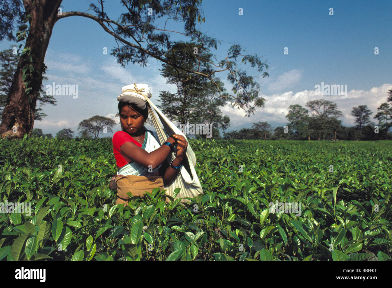 A native picker puts newly picked tea leaves into her sack near ...