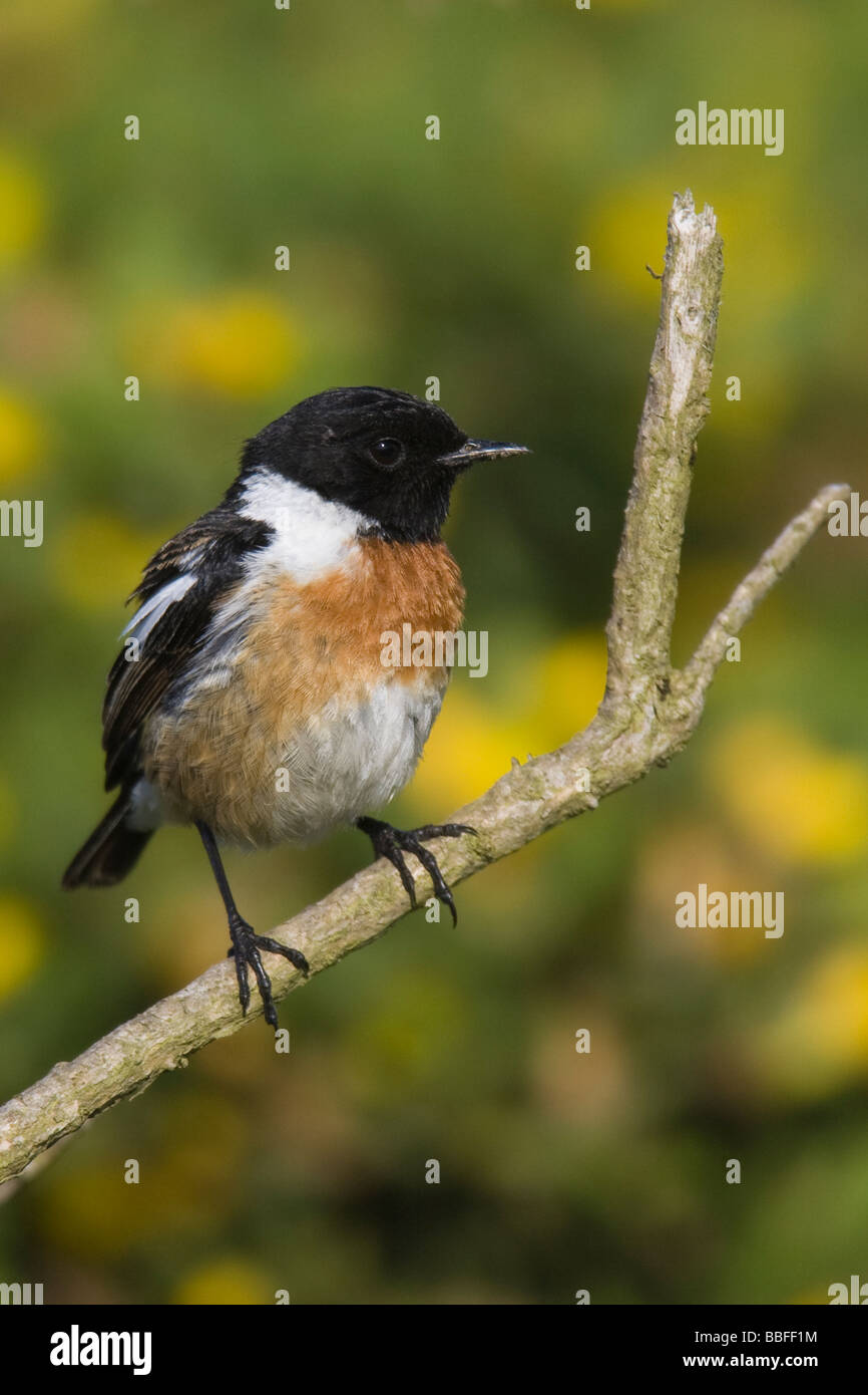 Stonechat hi-res stock photography and images - Alamy