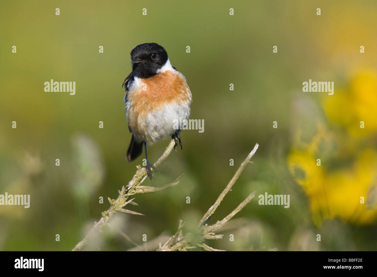 Torquata saxicola hi-res stock photography and images - Alamy