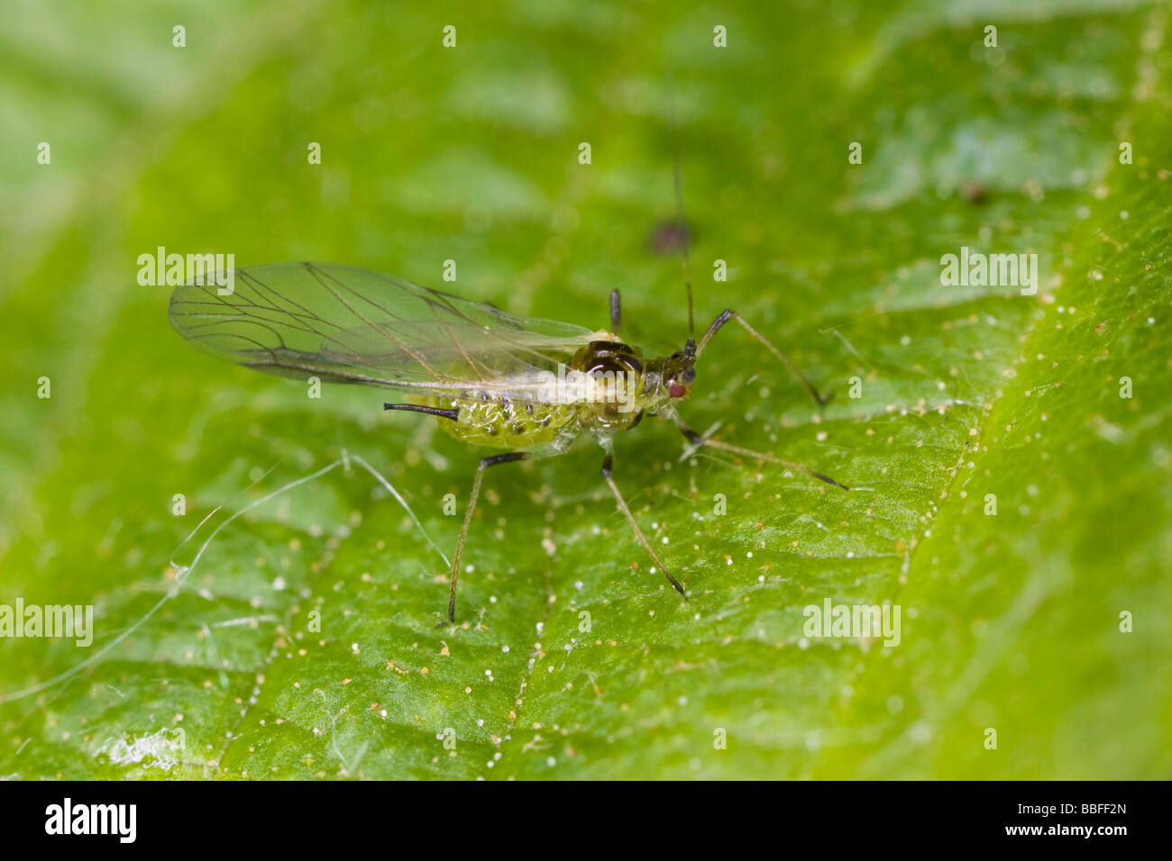 winged aphid (Hemiptera: Aphidoidea Stock Photo - Alamy