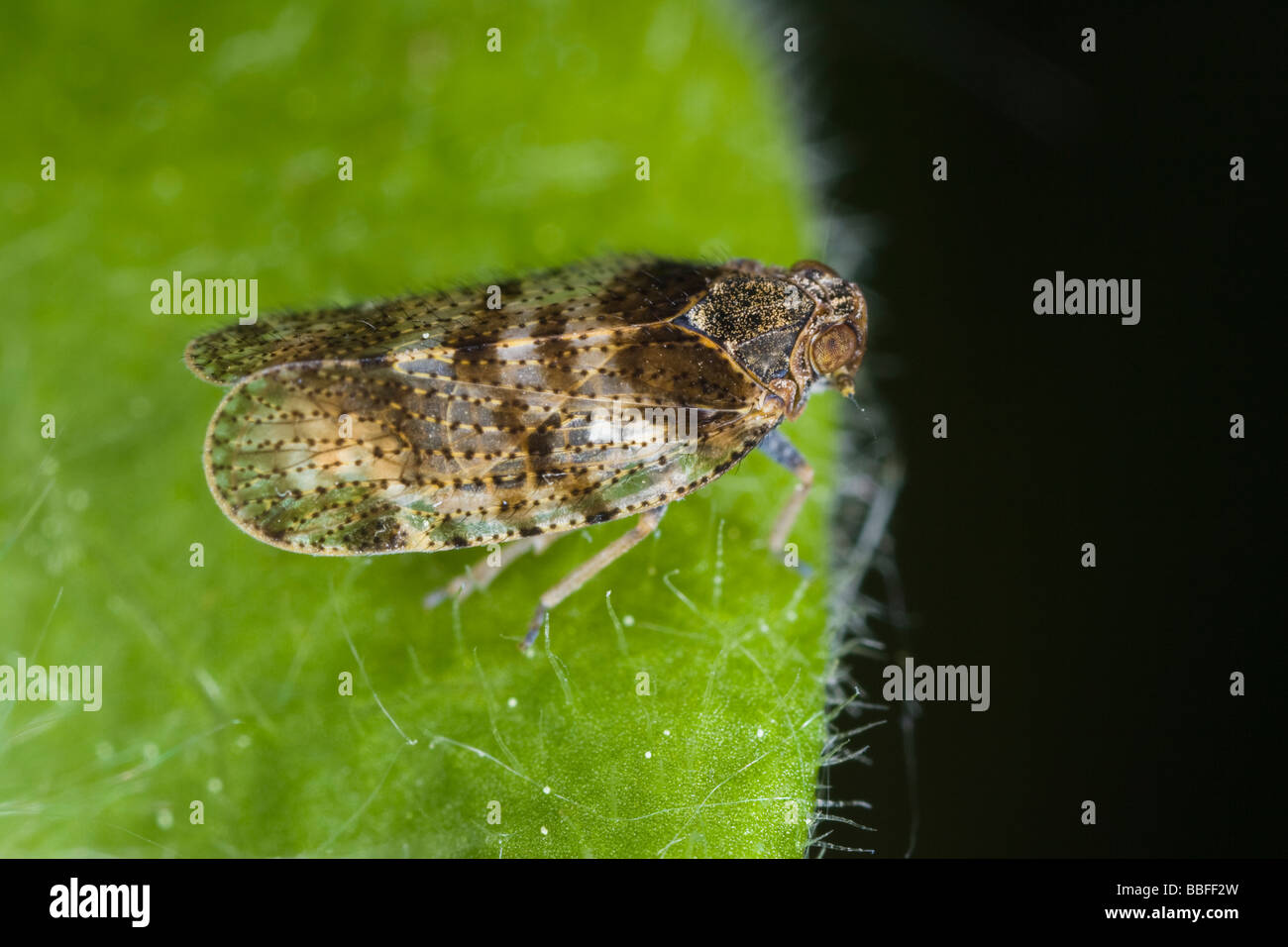 Froghopper hi-res stock photography and images - Alamy