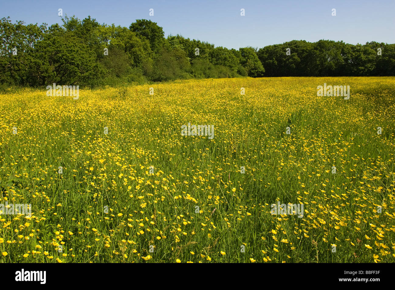 Buttercup field wildflower hi-res stock photography and images - Alamy