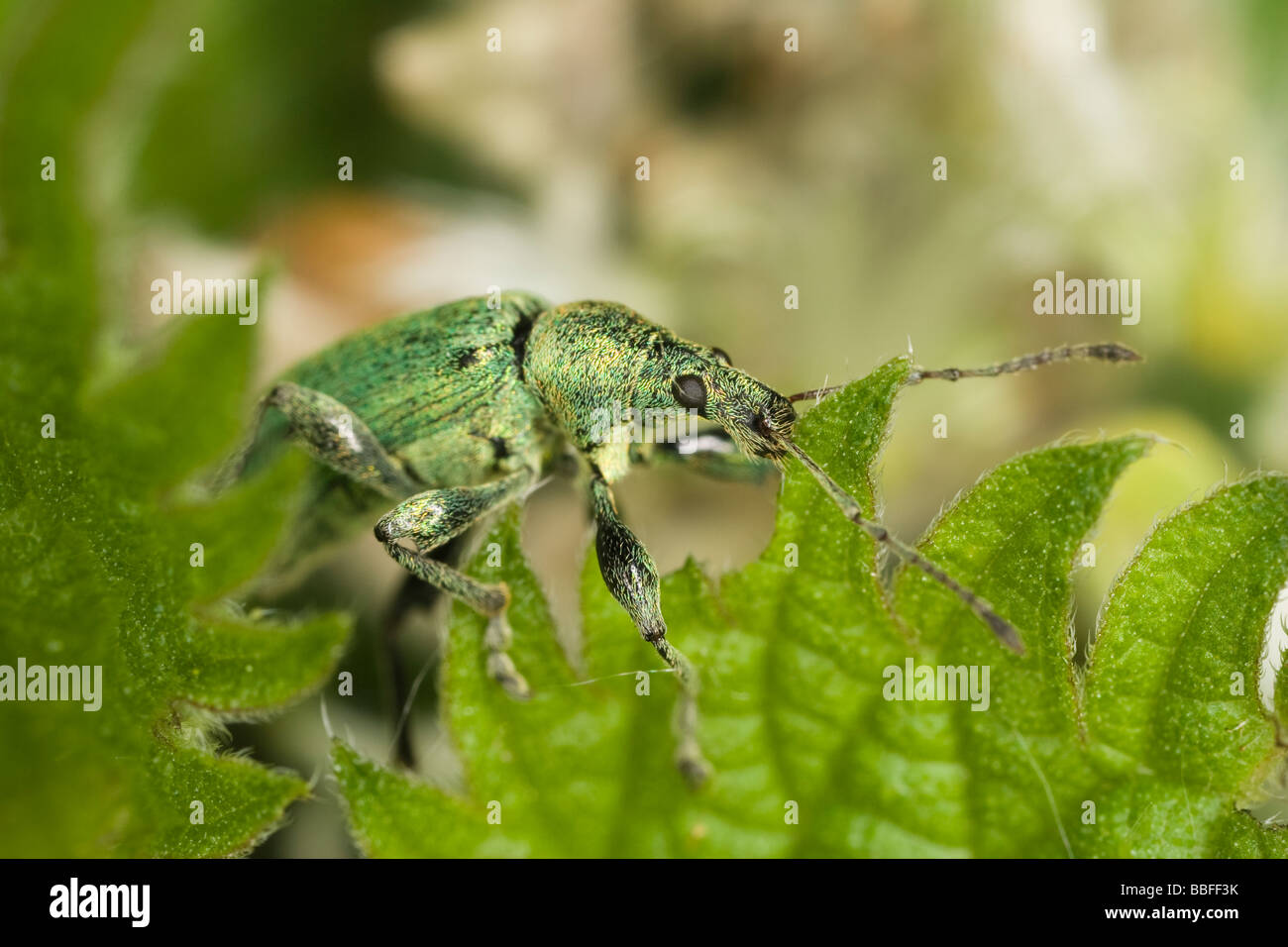 Nettle Weevil (Phyllobius pomaceus Stock Photo - Alamy