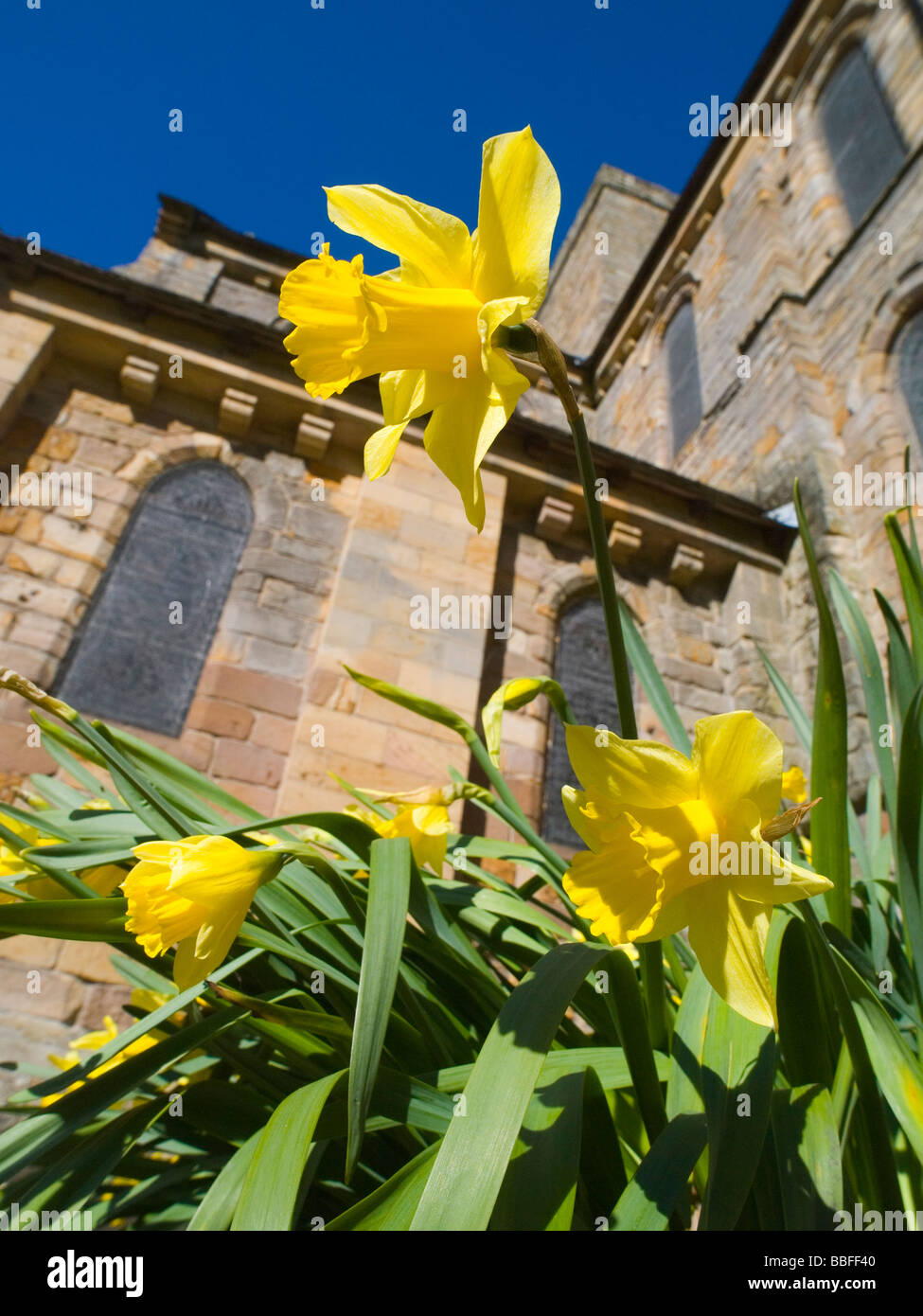 Looking up through spring daffodils growing at Brinkburn Priory, near ...
