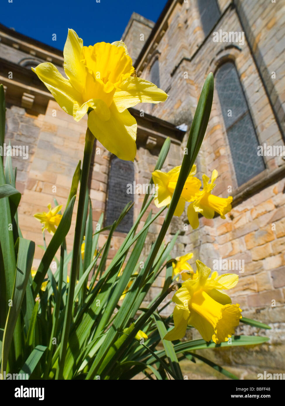 Looking up through spring daffodils growing at Brinkburn Priory, near ...