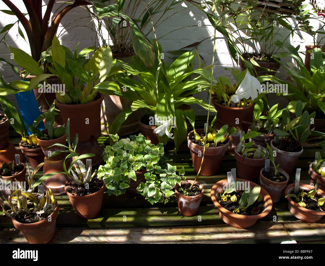 Charles Darwins greenhouse at Down House, Downe, Kent, UK Stock Photo ...