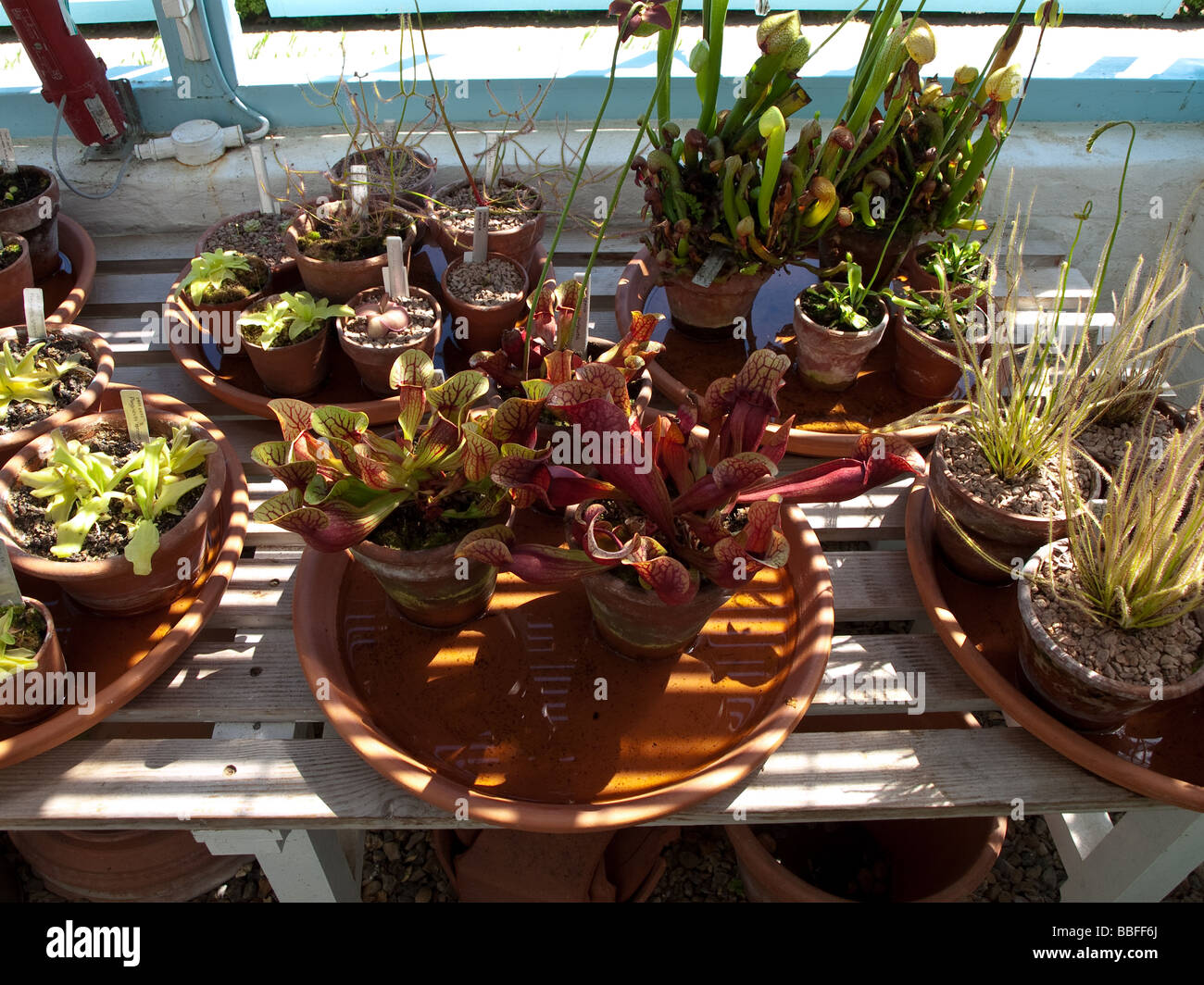 Charles Darwins greenhouse at Down House, Downe, Kent, UK Stock Photo ...