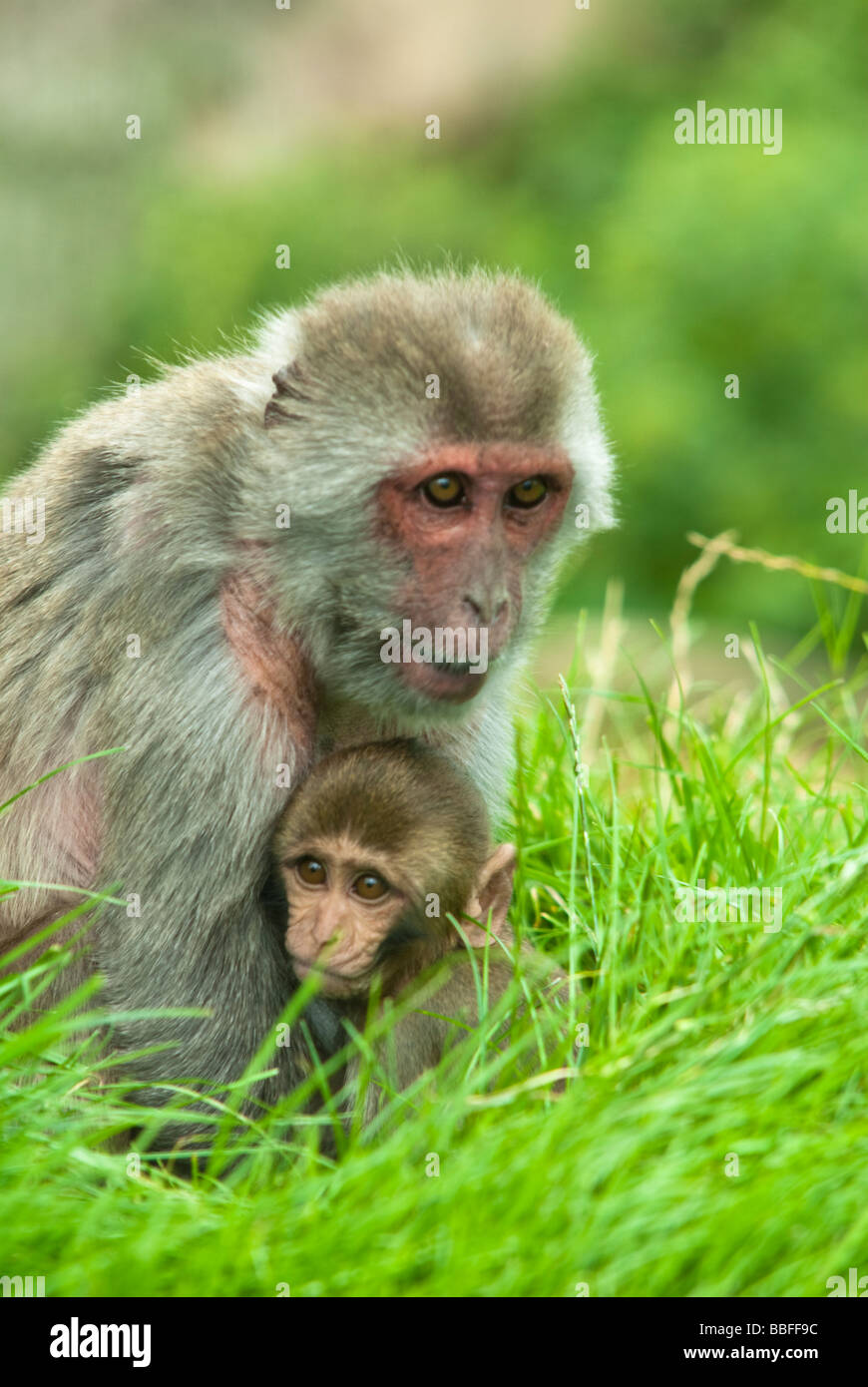 rhesus monkey mother and baby cuddled up together in a safari park ...