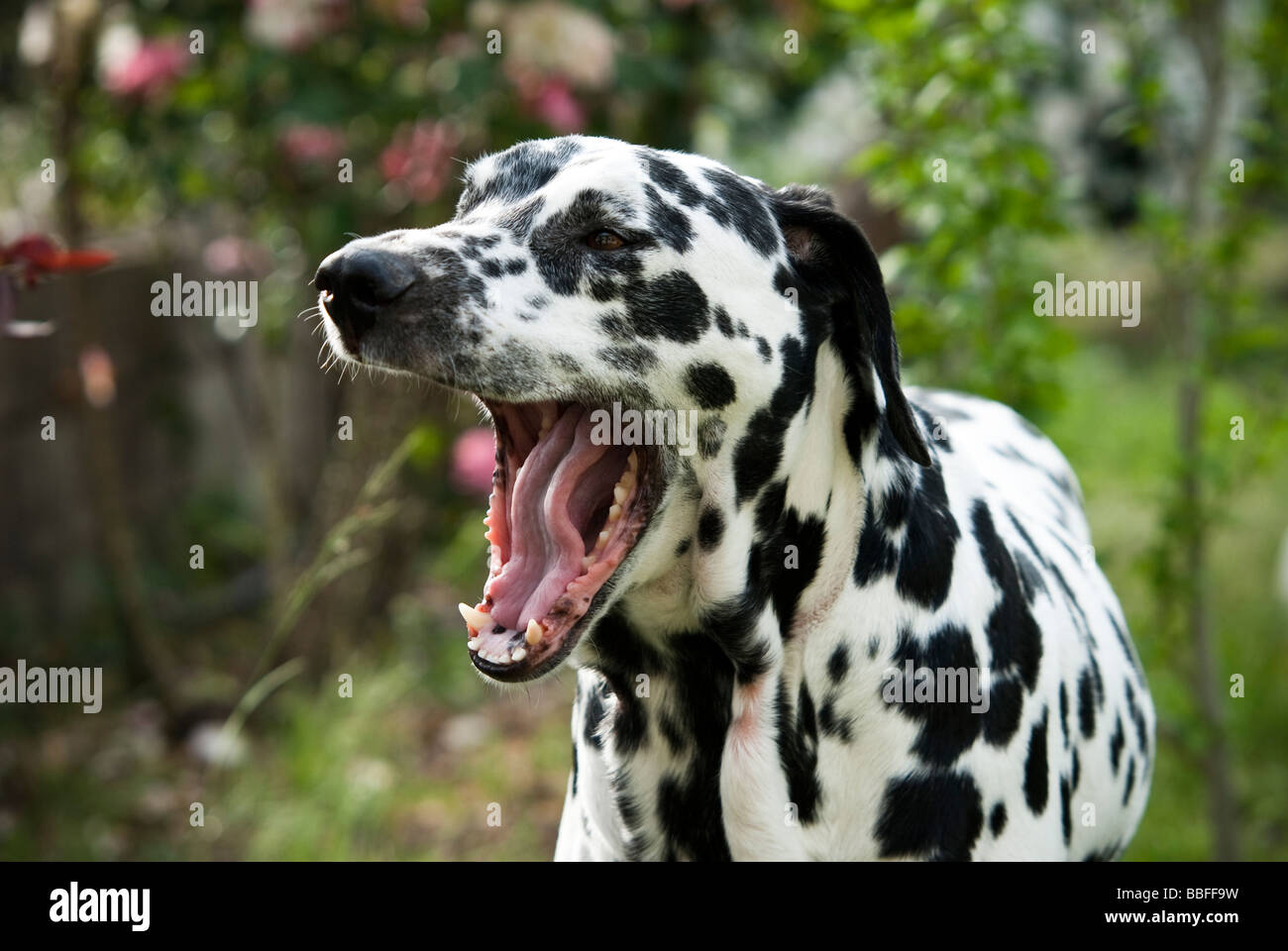 Dalmation hi-res stock photography and images - Alamy