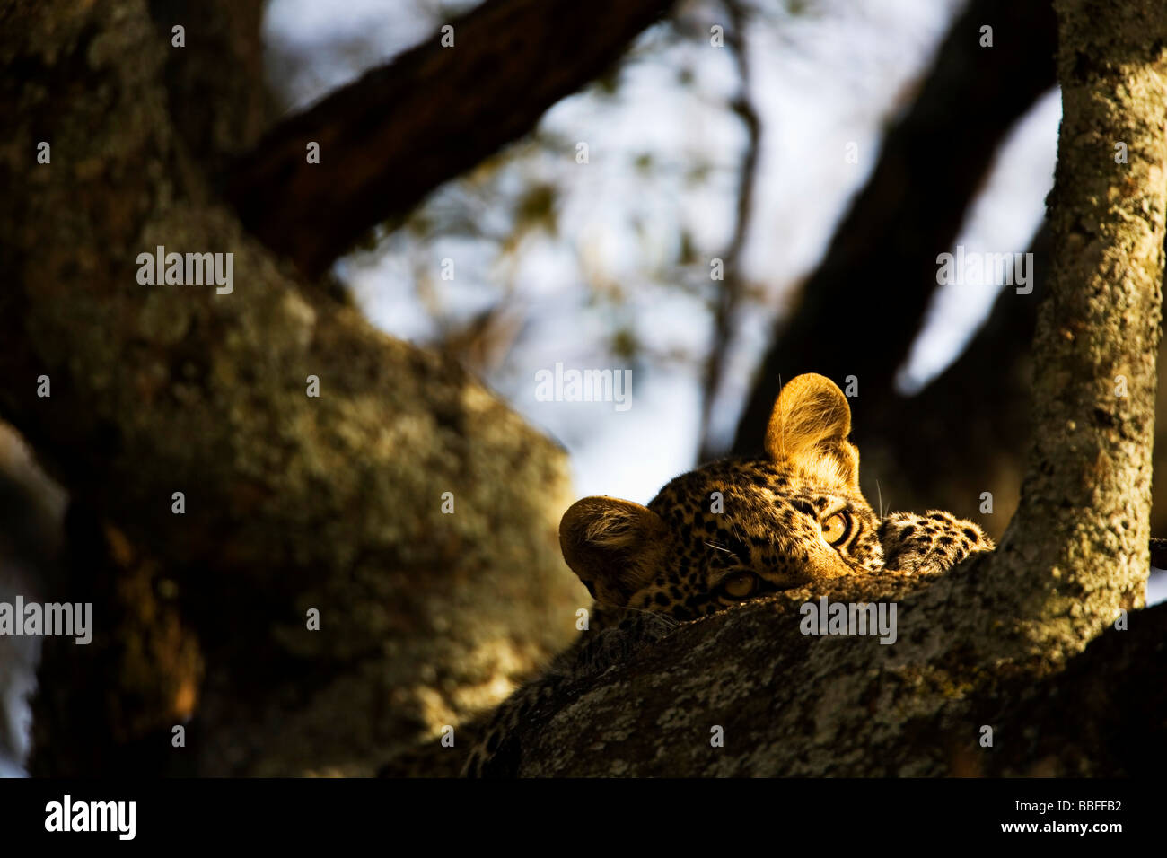 Leopard lying on tree trunk hi-res stock photography and images - Alamy