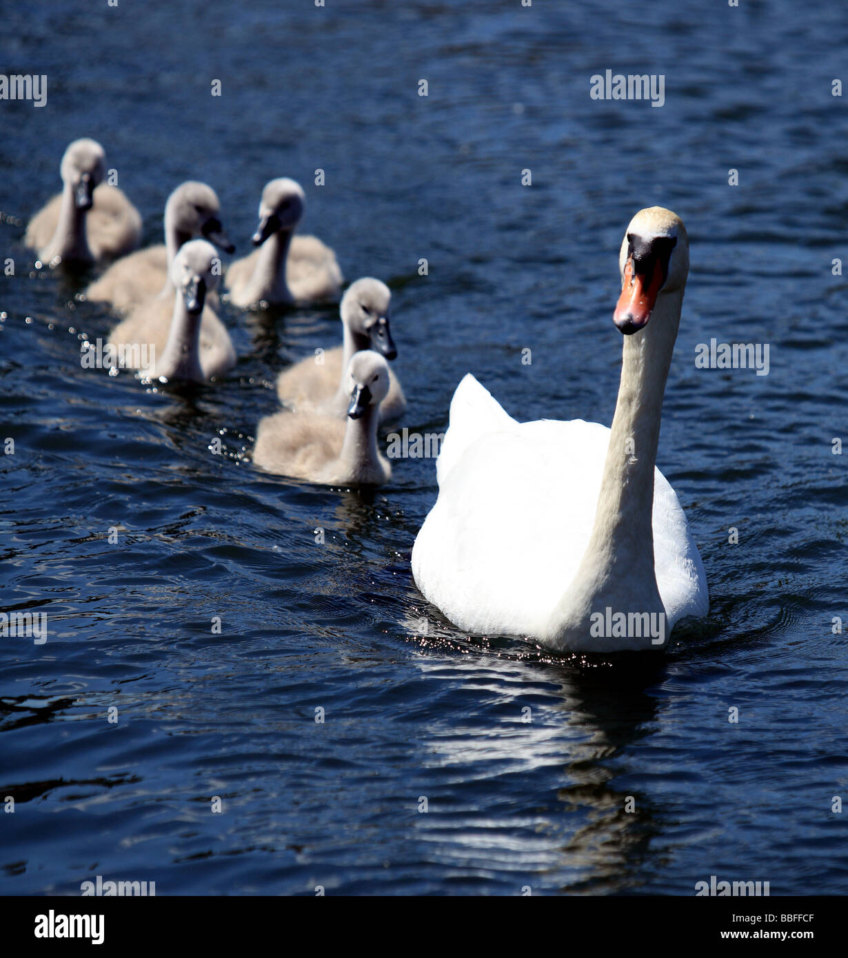 Family Swans Cygnets Canal High Resolution Stock Photography and Images ...