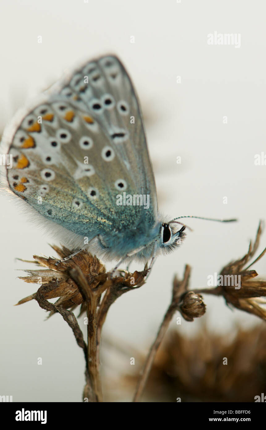 Common Blue male butterfly Stock Photo - Alamy