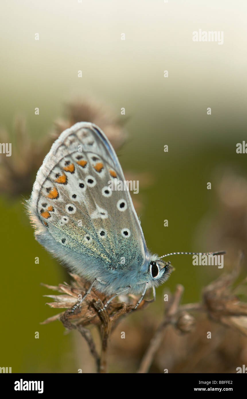 Common Blue male butterfly Stock Photo - Alamy