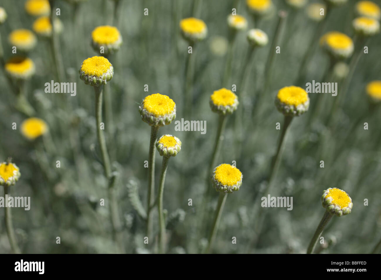 Close up of Daisy Flower Heads Stock Photo - Alamy