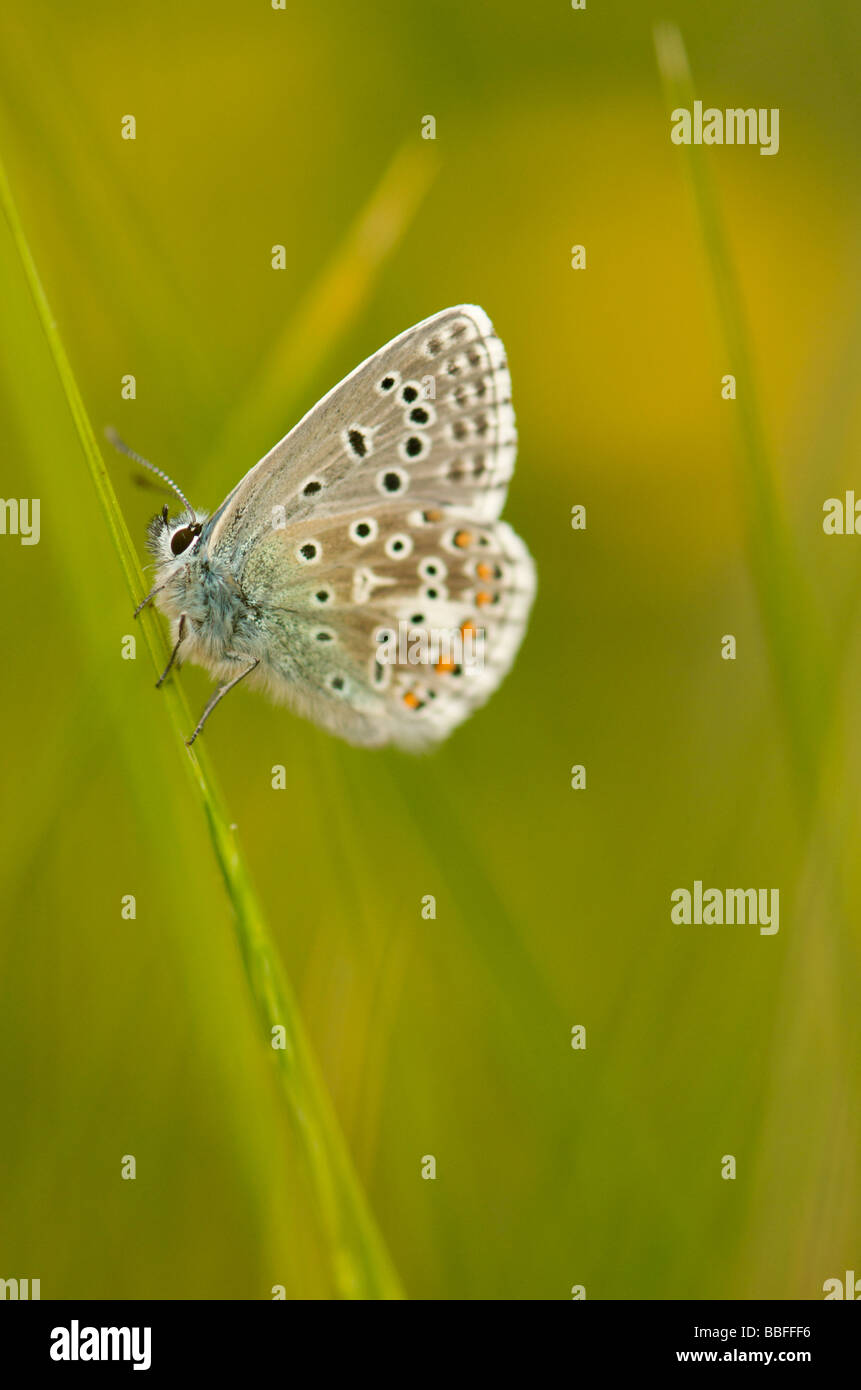 Adonis Blue male butterfly Stock Photo - Alamy