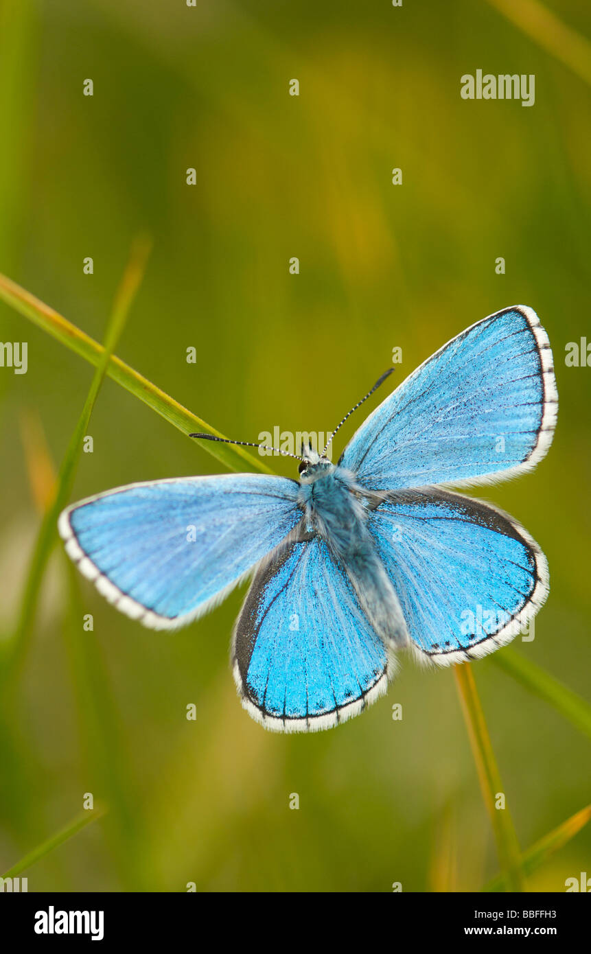 Adonis blue chalkland hi-res stock photography and images - Alamy