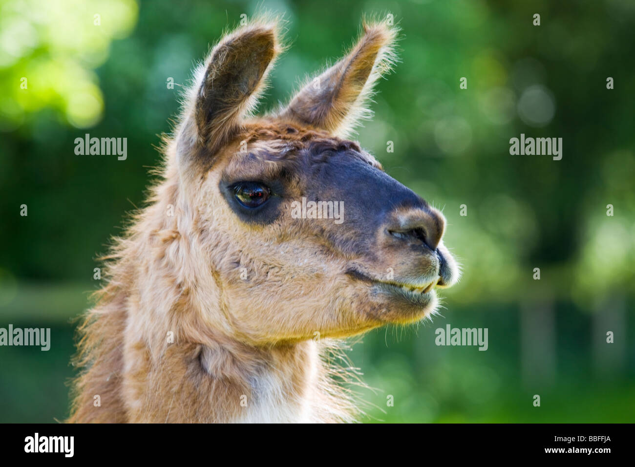 Llama field hi-res stock photography and images - Alamy
