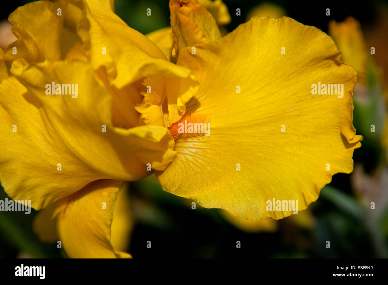 Gladiola hi-res stock photography and images - Alamy