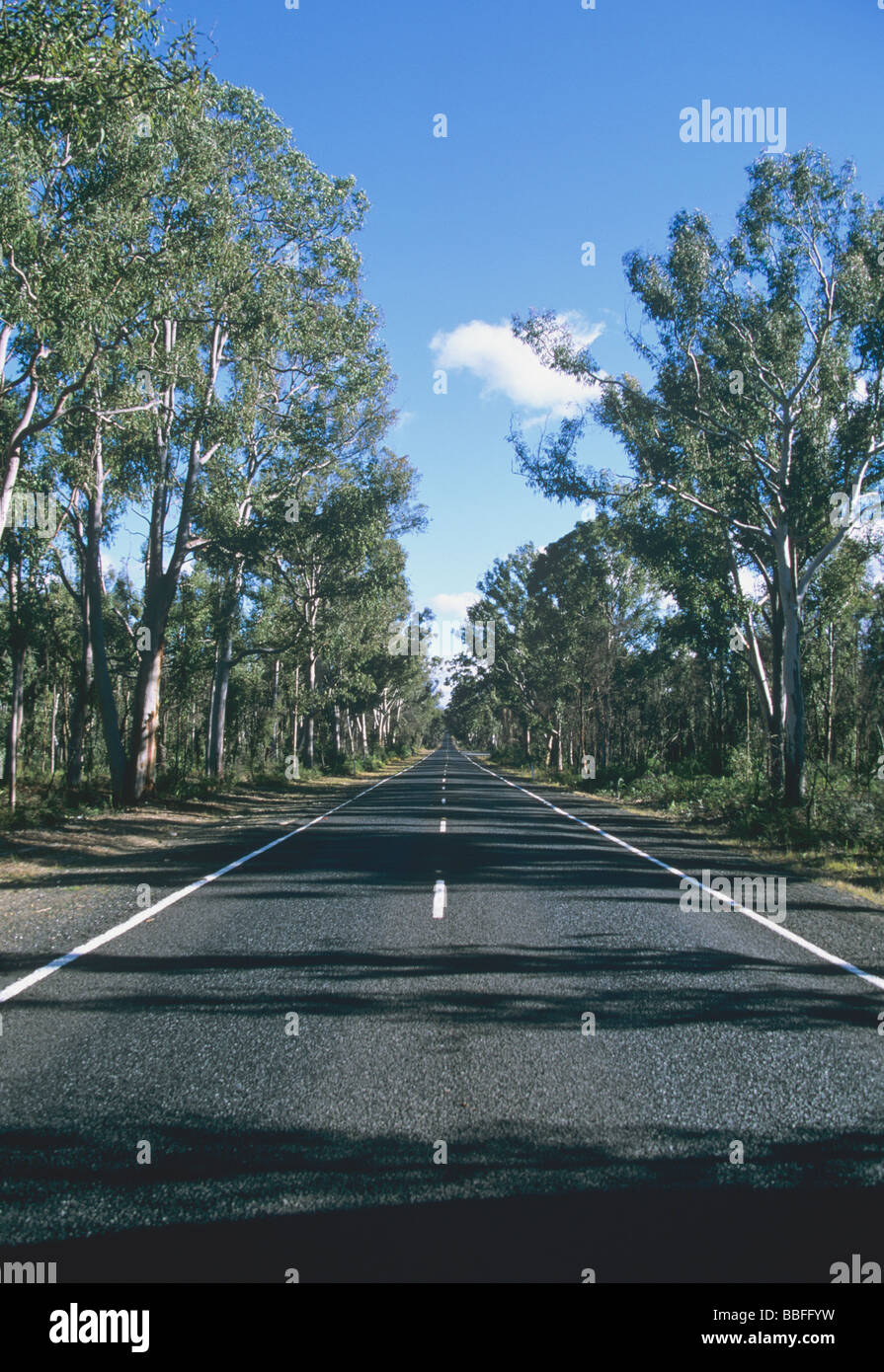 Straight road with line of trees on both sides Stock Photo - Alamy