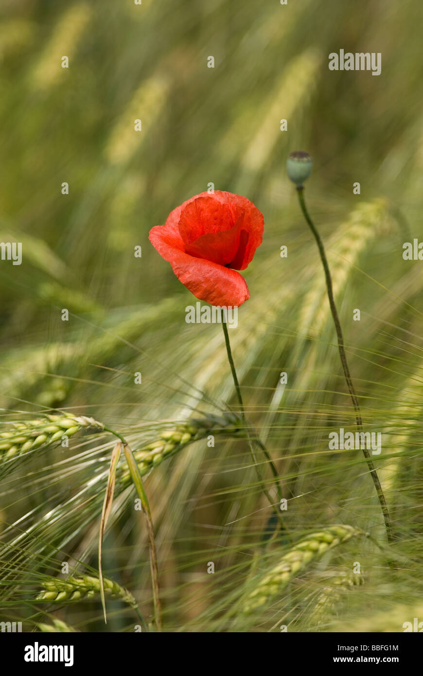 red poppy in a grain field Stock Photo - Alamy