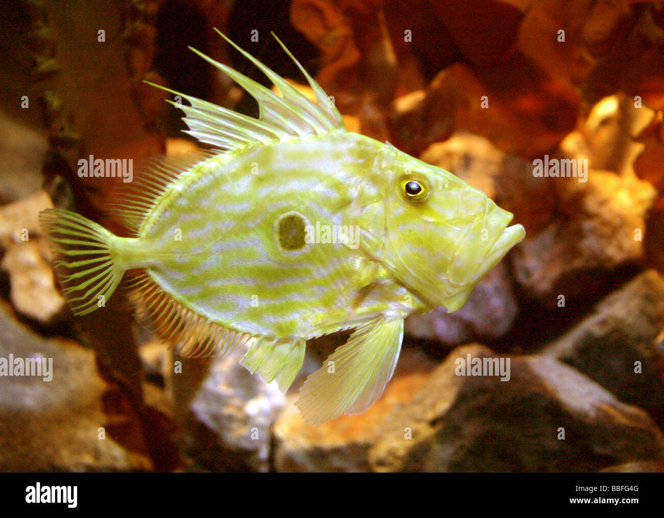 John Dory, Zeus faber, aka St Pierre, Zeidae Stock Photo - Alamy