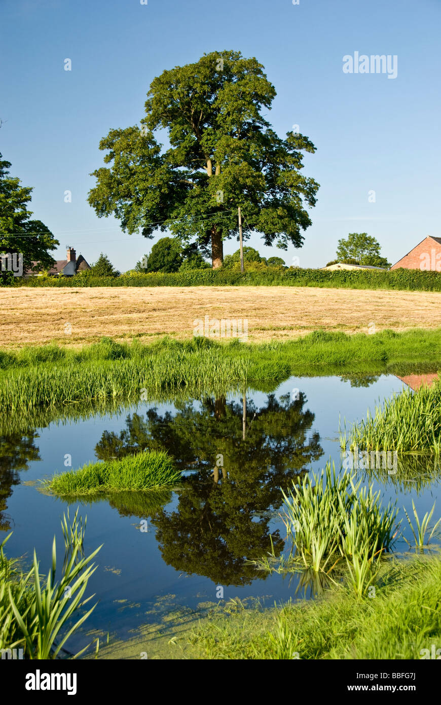 Reflection of a tree in a small pond Stock Photo - Alamy