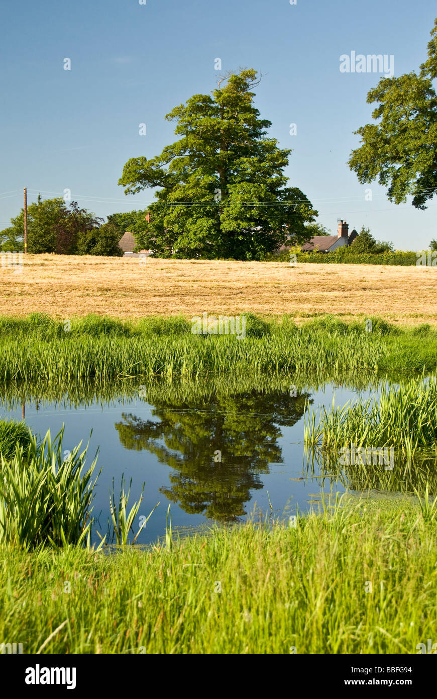 Reflection of the tree hi-res stock photography and images - Alamy