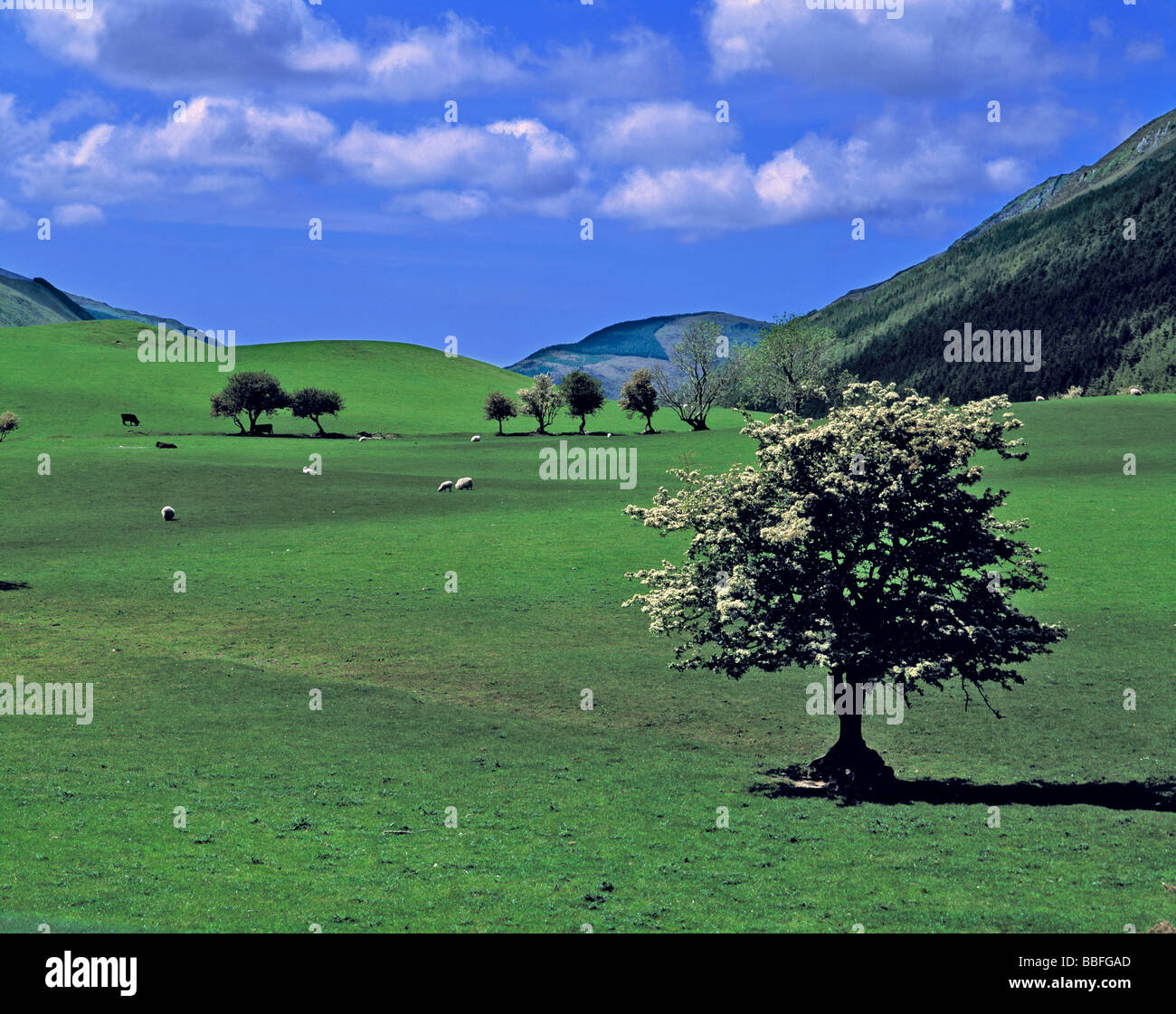 Beneath a dappled sky sheep graze in the green of Dovey Valley ...