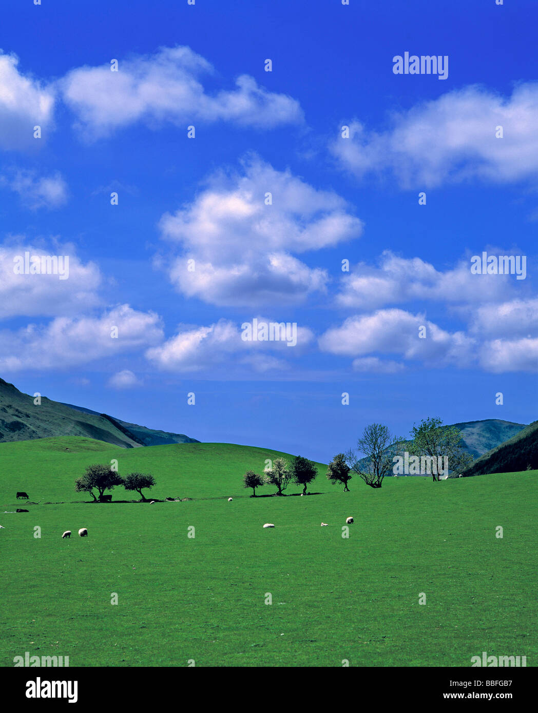 A flock of sheep dot the pastures of the Dovey Valley in Snowdonia NP ...