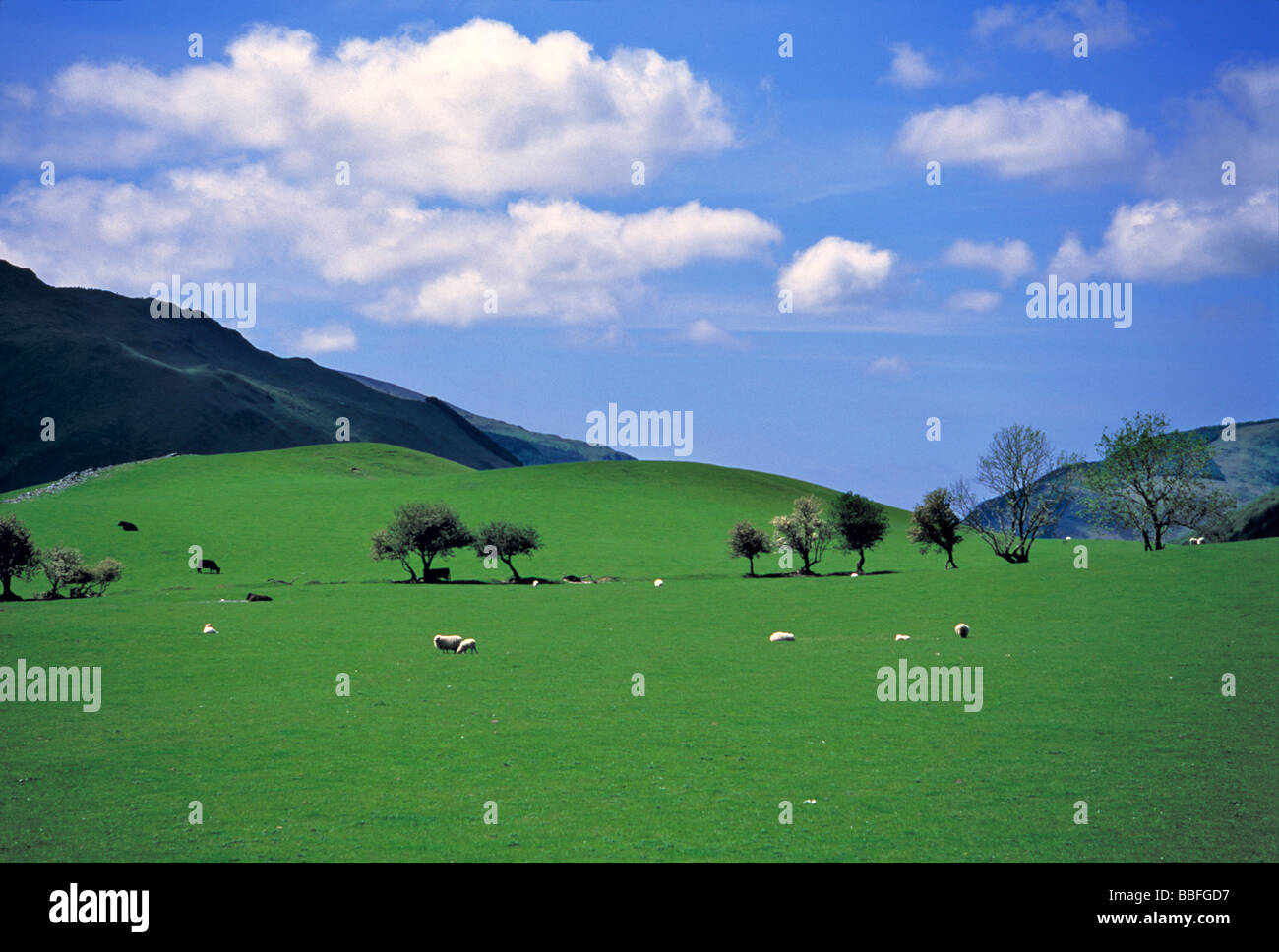 Lucky sheep graze in the emerald grasses of Dovey Valley Gwynedd County ...