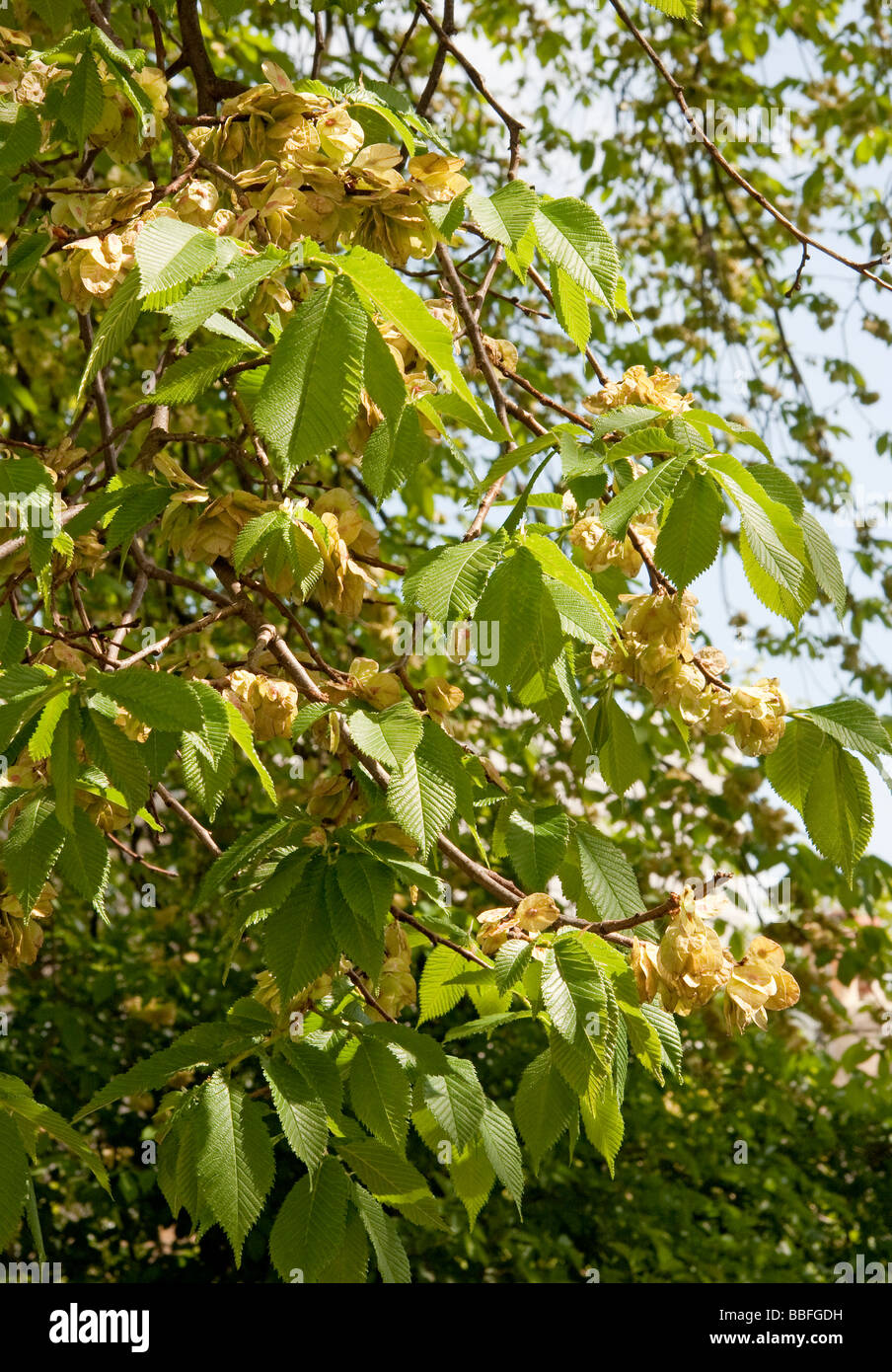 Closeup view of leaves and fruit of English Elm Ulmus procera or Stock ...